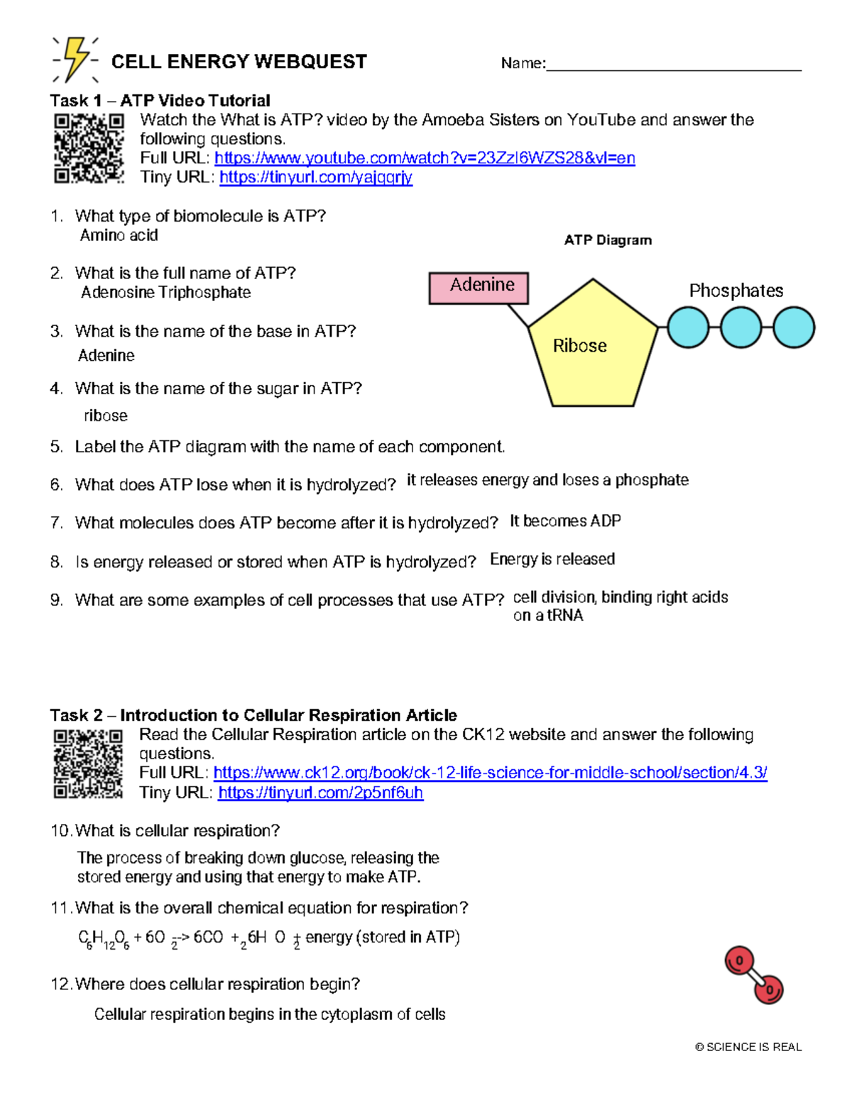 CELL ENERGY WEBQUEST: ATP, Respiration & Photosynthesis Guide - Studocu