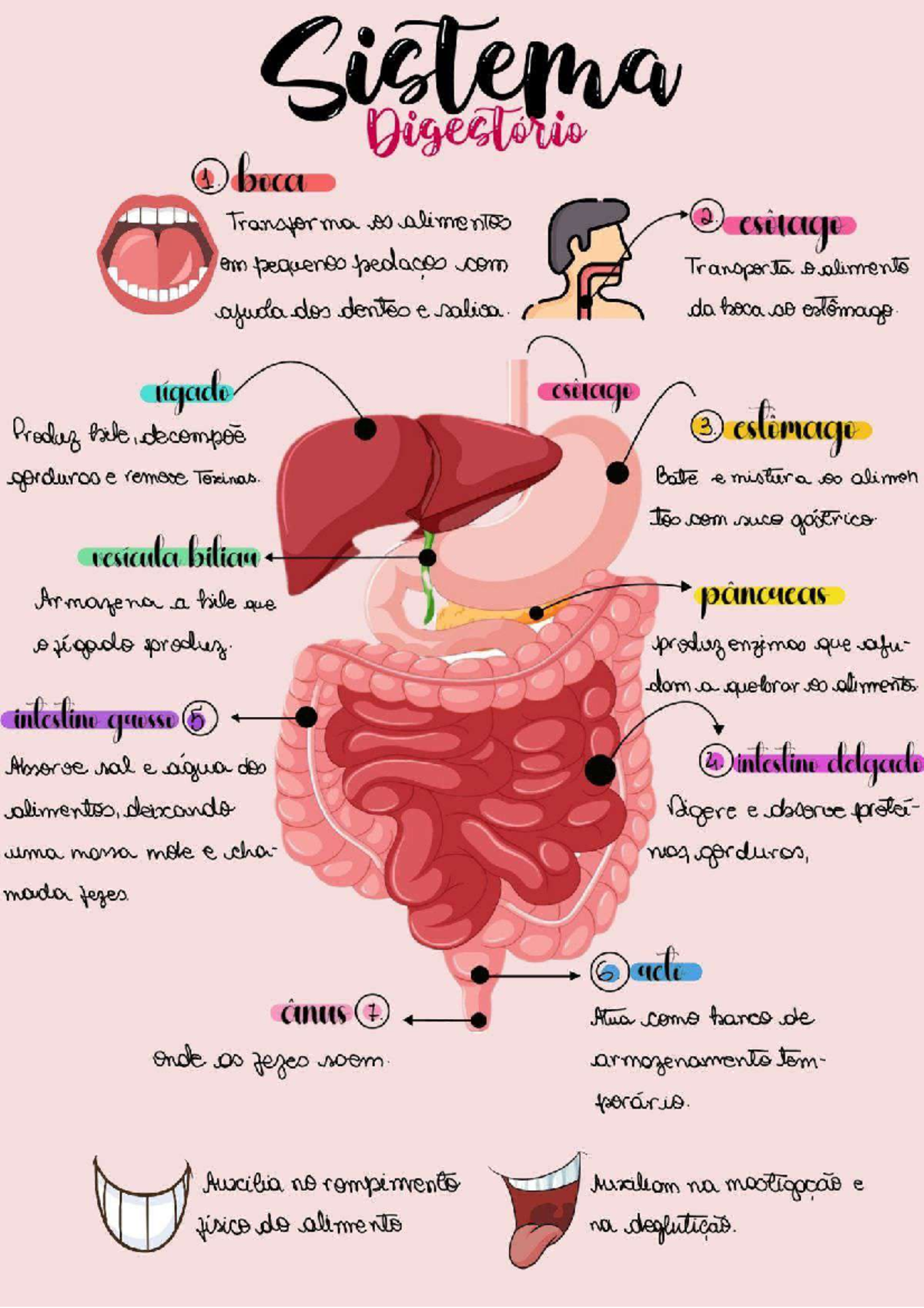 Sistema Digestório: Funções e Processos de Digestão - Studocu