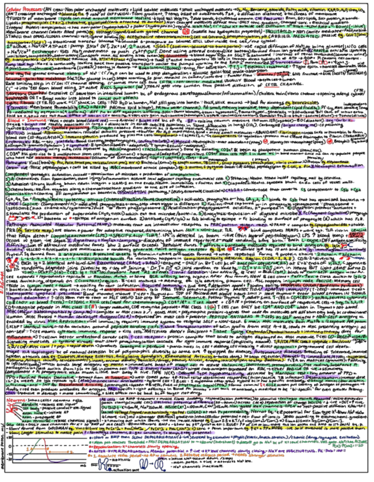Cellular Processes Cheat Sheet: Diffusion, Membrane Dynamics & Immunology - Studocu