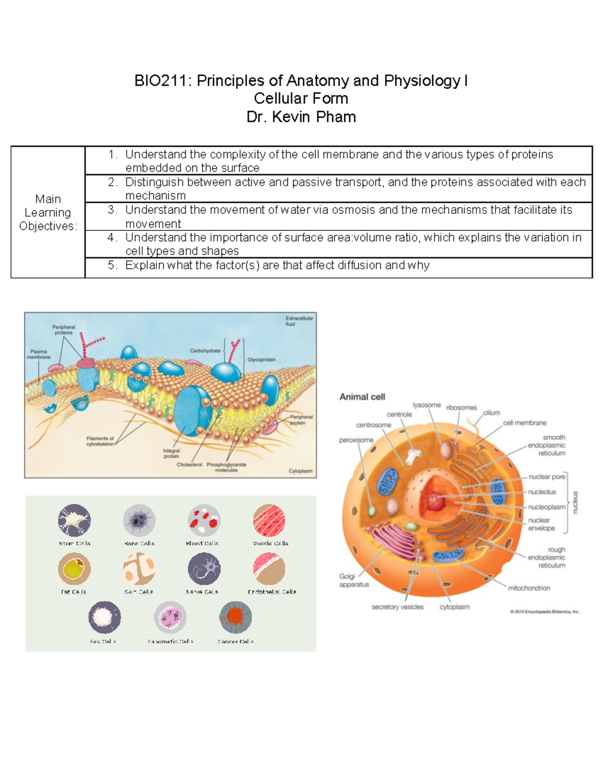 BIO211: Final Exam Study Notes on Cellular Form and Function - Studocu