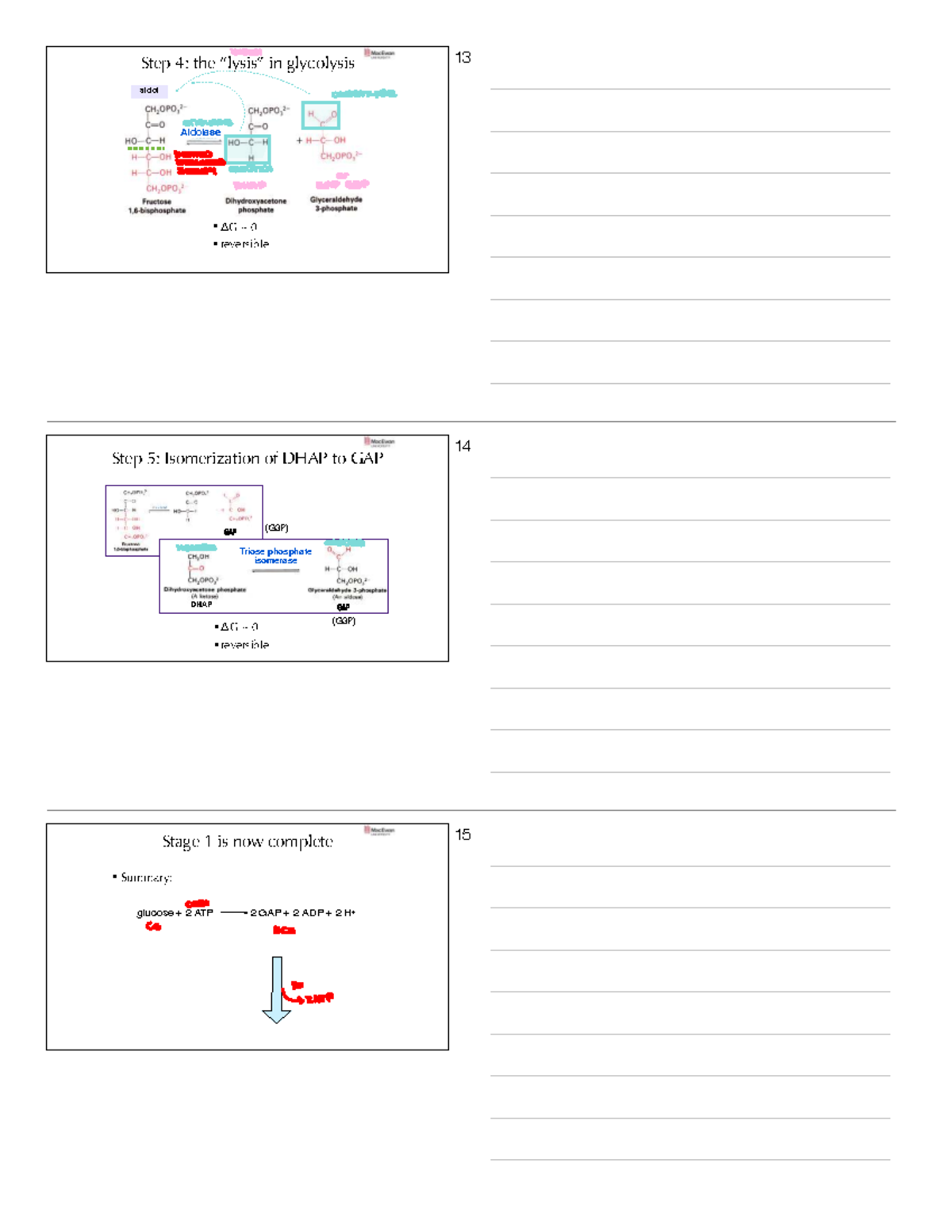 Glycolysis Steps and Regulation: Detailed Overview for Topic 7 - Studocu