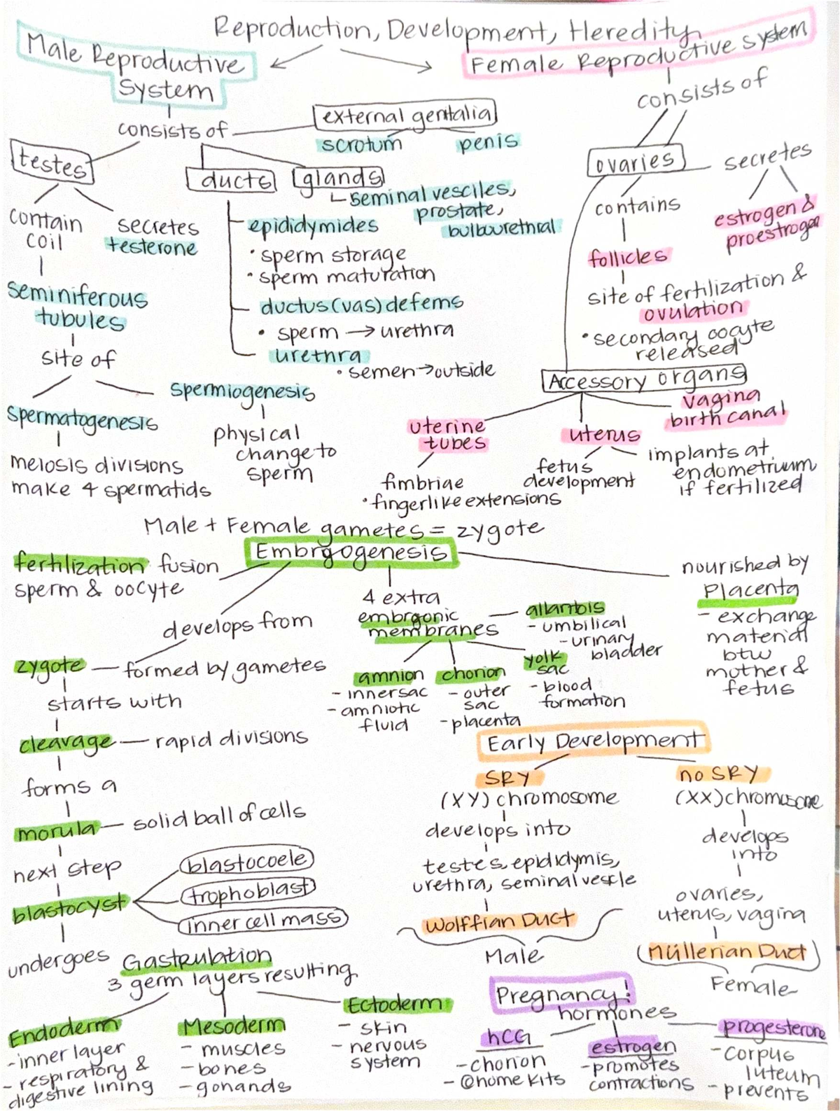Concept Map: Male & Female Reproductive Systems (Group Activity 4 ...