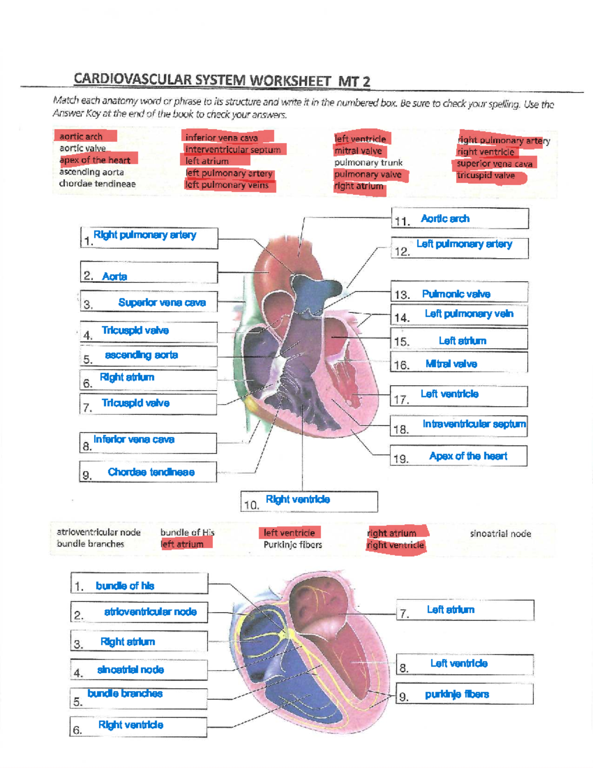 Heart Label Worksheet - KJBL - OAME 259 - Studocu