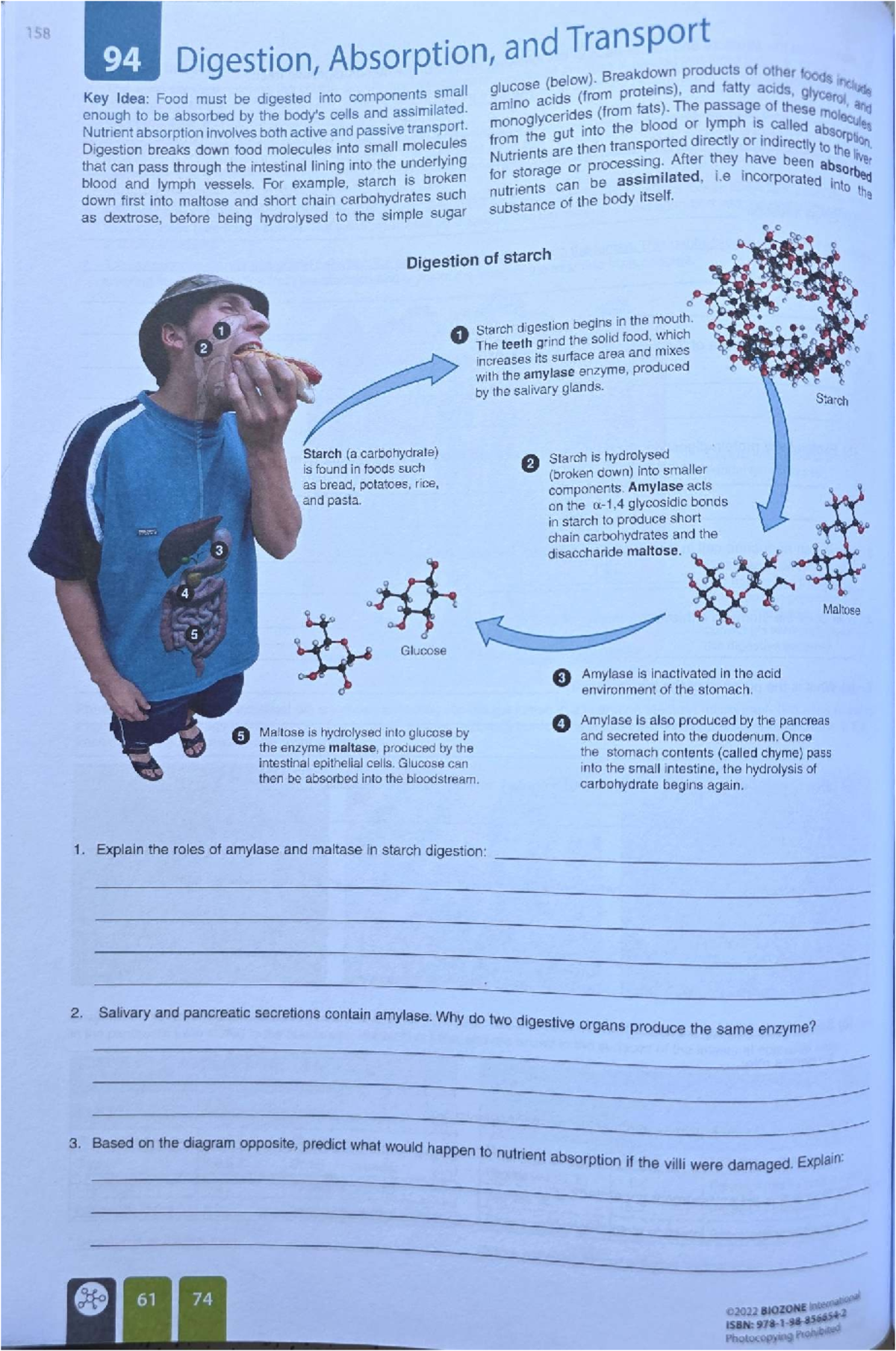 BZ2 94-96 Digestion: Large Intestine Review and Nutrient Absorption ...
