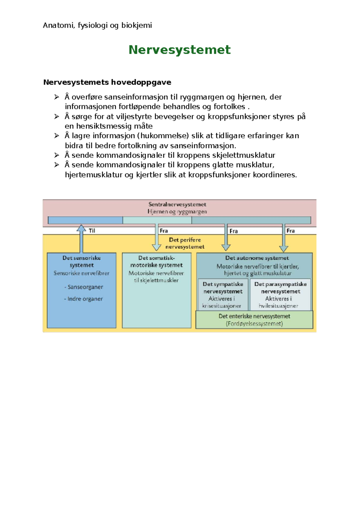 Anatomi, fysiologi og biokjemi: Nervesystemet - Hovedoppgaver og ...