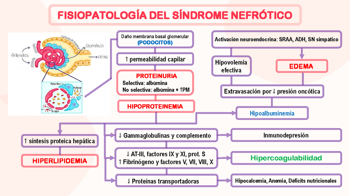 Fisiopatología y Causas del Síndrome Nefrótico en Pediatría - Studocu