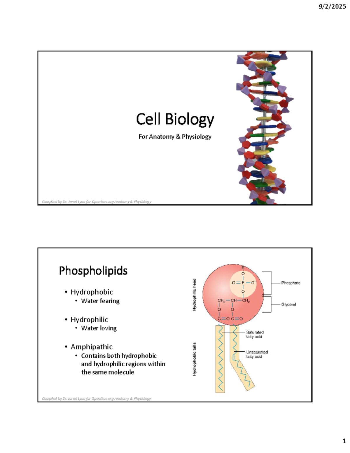 Lecture - Ch. 3 - The Cellular Level of Organization (Anatomy ...
