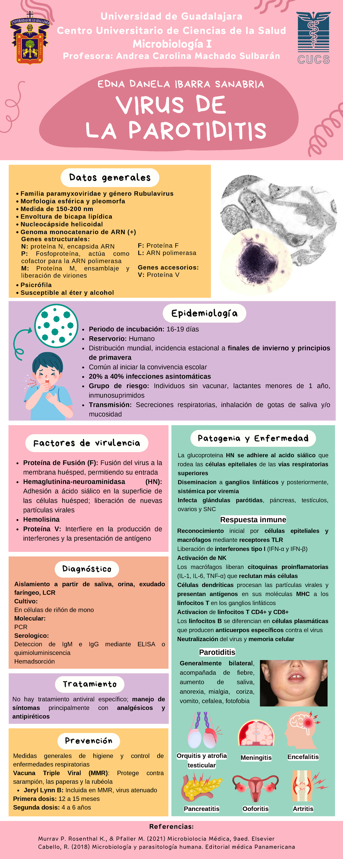 Ficha Parotiditis - POR DENTRO Los músculos Los huesos El cuerpo ...