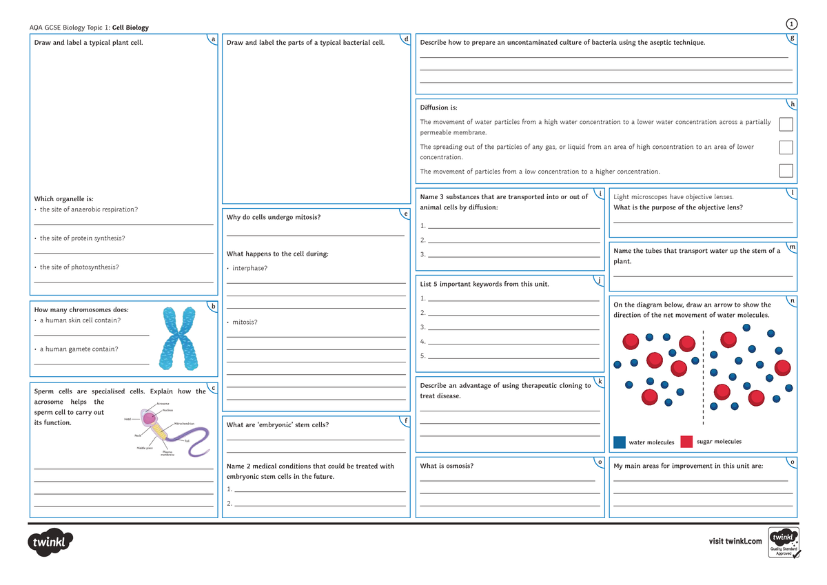 AQA GCSE Biology Topic 1: Cell Biology Revision Notes - Studocu