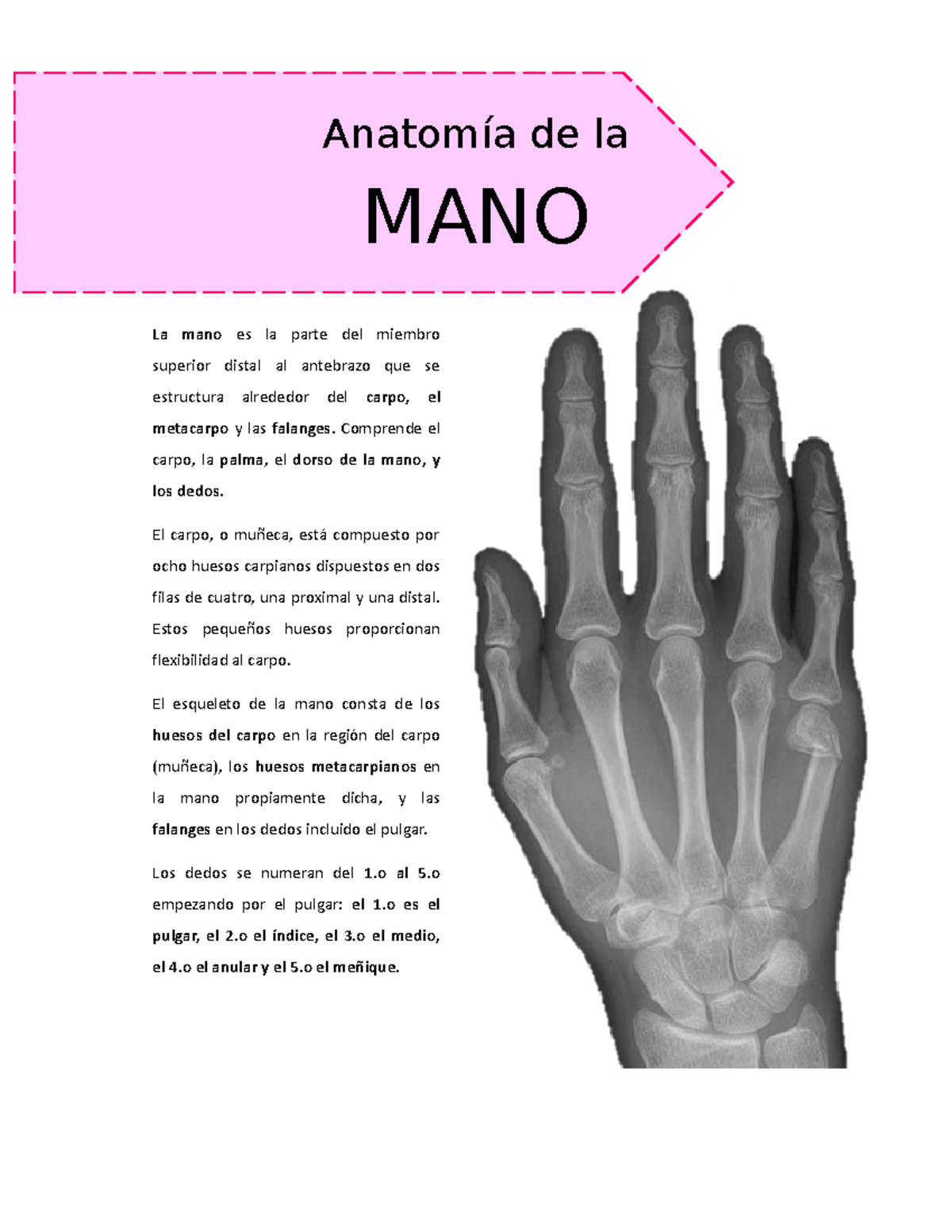 Anatomía de la - Anatomía de la MANO La mano es la parte del miembro ...