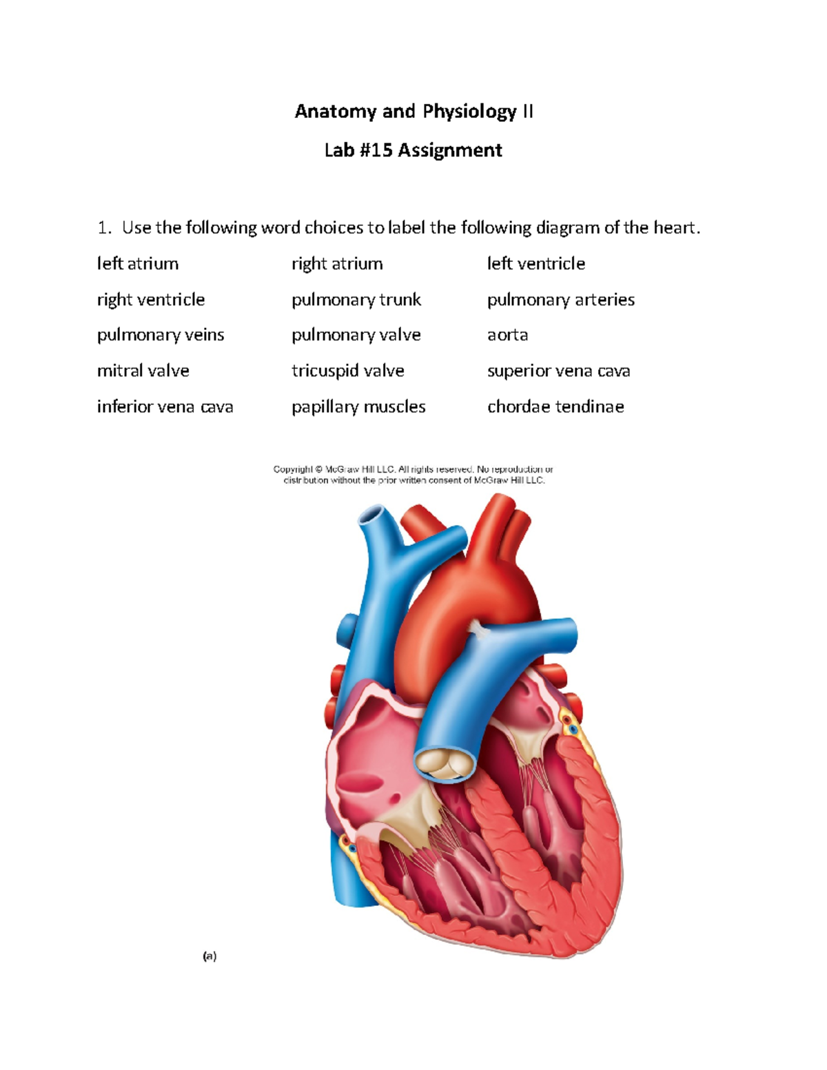 BIO 139 Anatomy & Physiology II Lab #15: Heart & Blood Vessel Workbook ...