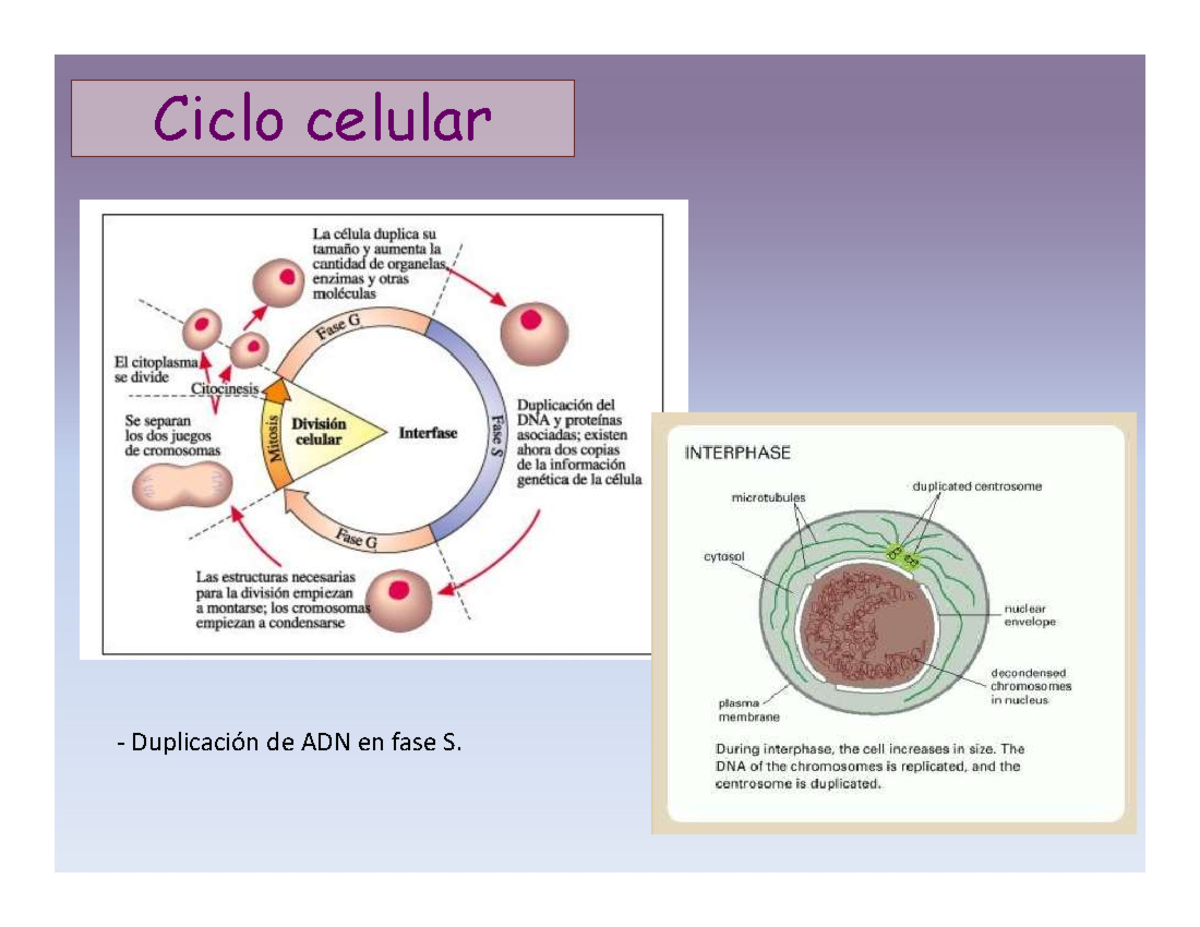 Biología 8: Mitosis y Meiosis - Duplicación y División Celular - Studocu