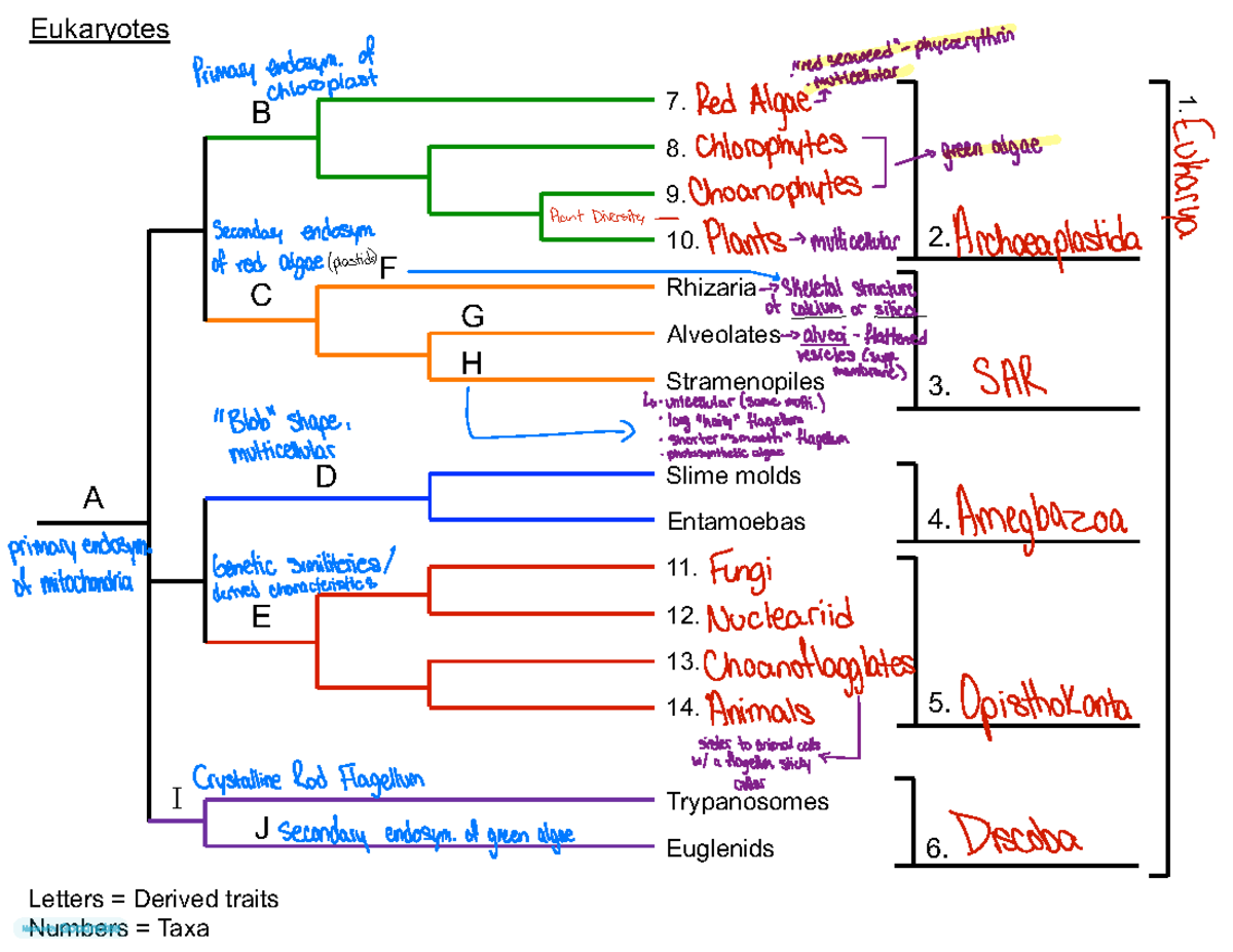Animal and Plant Diversity: Evolutionary Processes and Classification ...