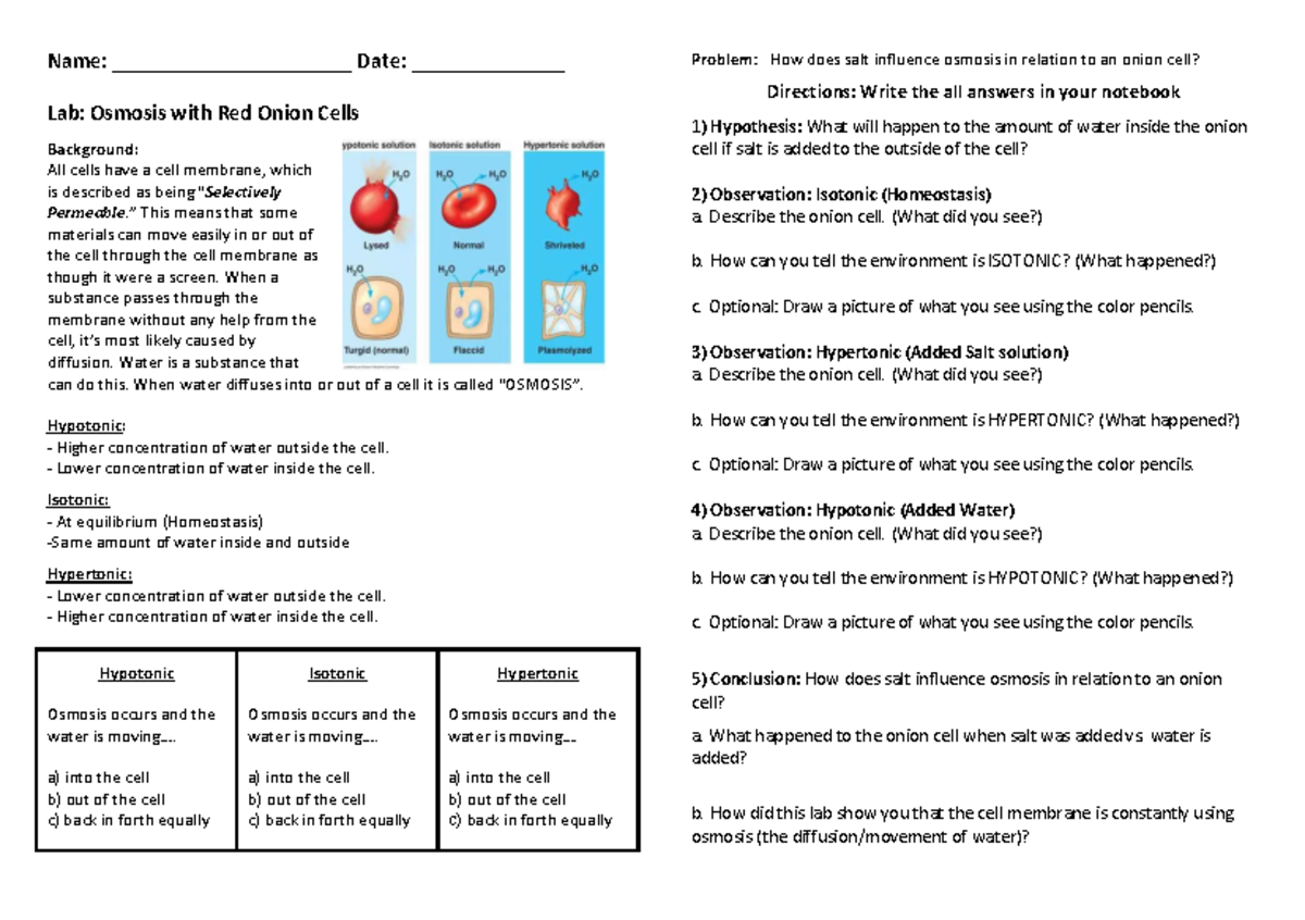 Lab Osmosis Red Onion Cells - Name: ______________________ Date: ______________ Lab: Osmosis ...
