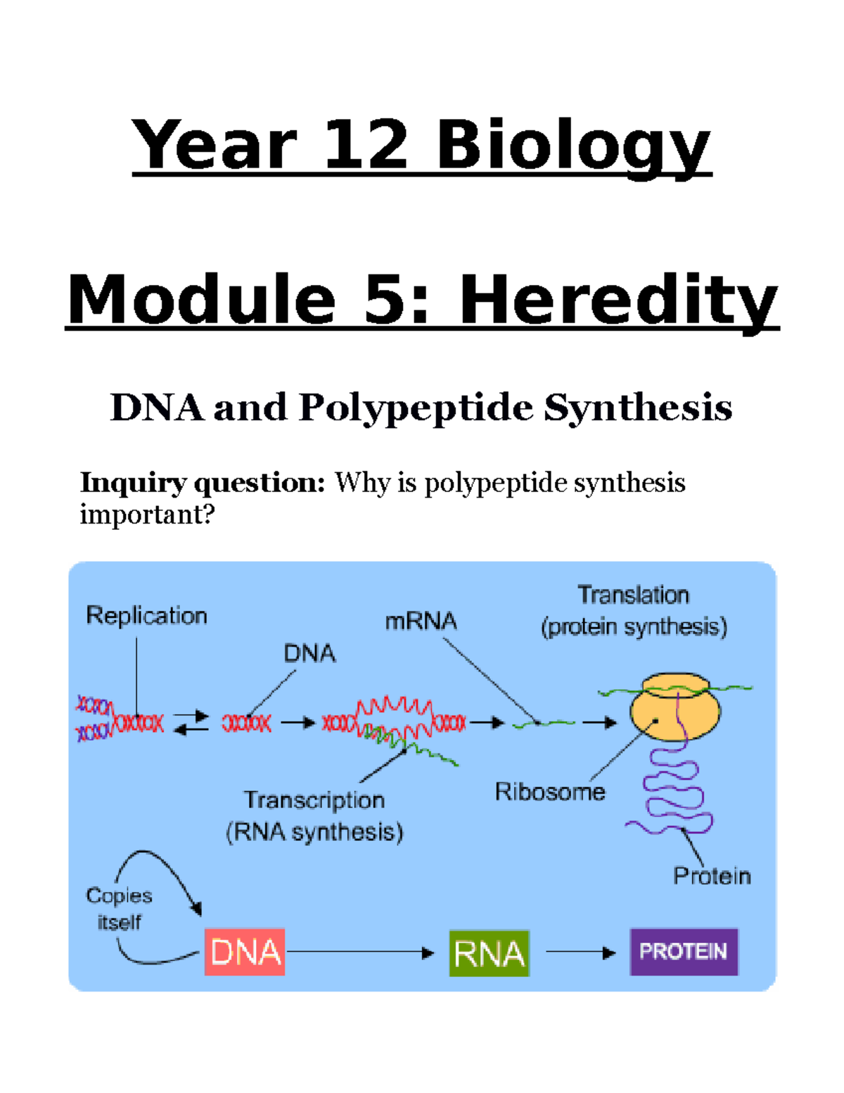 BIO M5 Module 5: DNA & Polypeptide Synthesis Worksheets - Studocu