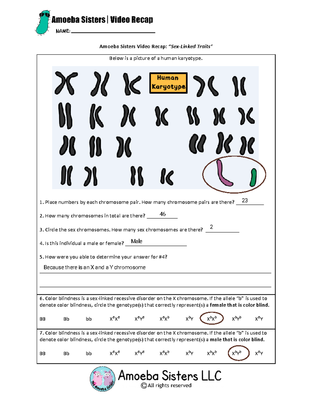 Video Recap of Sex-Linked Traits - Amoeba Sisters Video Recap: “Sex ...