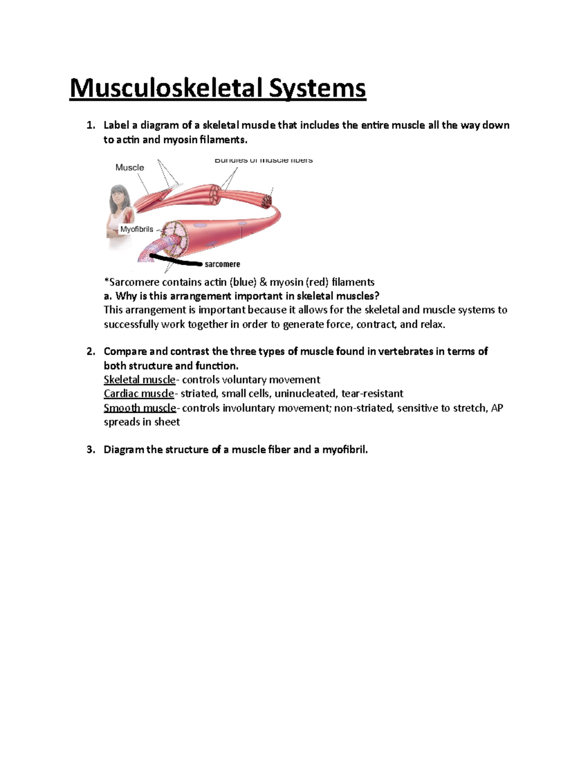 Musculoskeletal Systems - Label a diagram of a skeletal muscle that ...