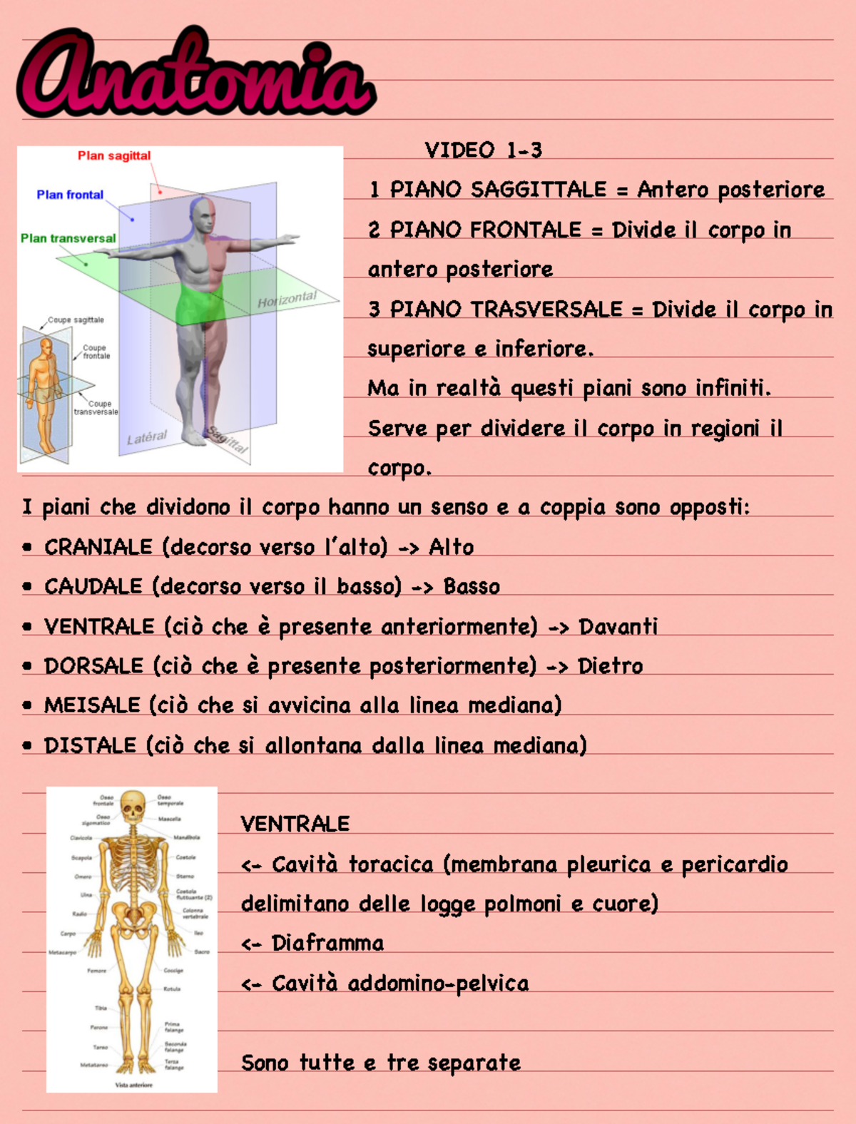 Anatomia - VIDEO 1- 1 PIANO SAGGITTALE = Antero posteriore 2 PIANO ...