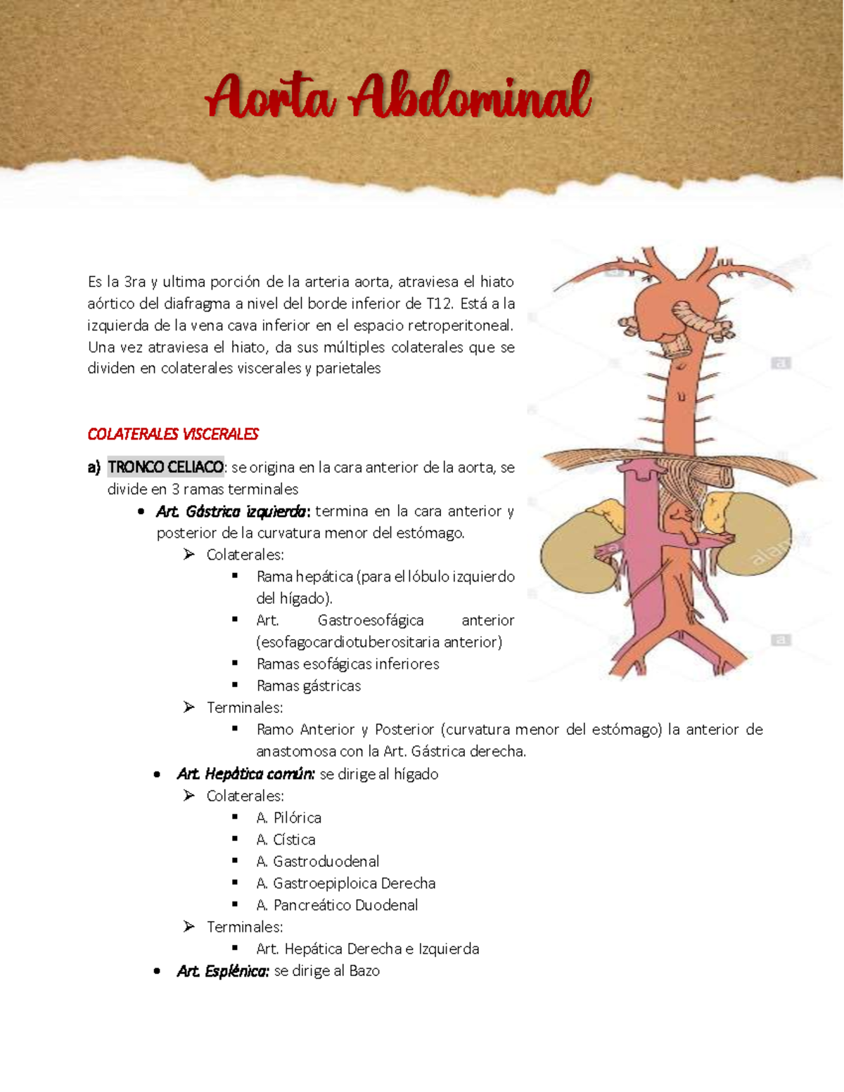 Anatomía De La Aorta Abdominal, Ramas