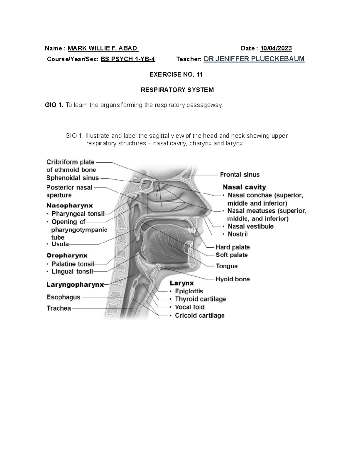 LAB Exercise 11: Understanding the Respiratory System in BS PSYCH 1-YB ...
