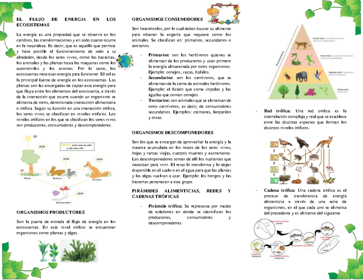 Hoja De Trabajo Sobre El Flujo De Energía En Los Ecosistemas