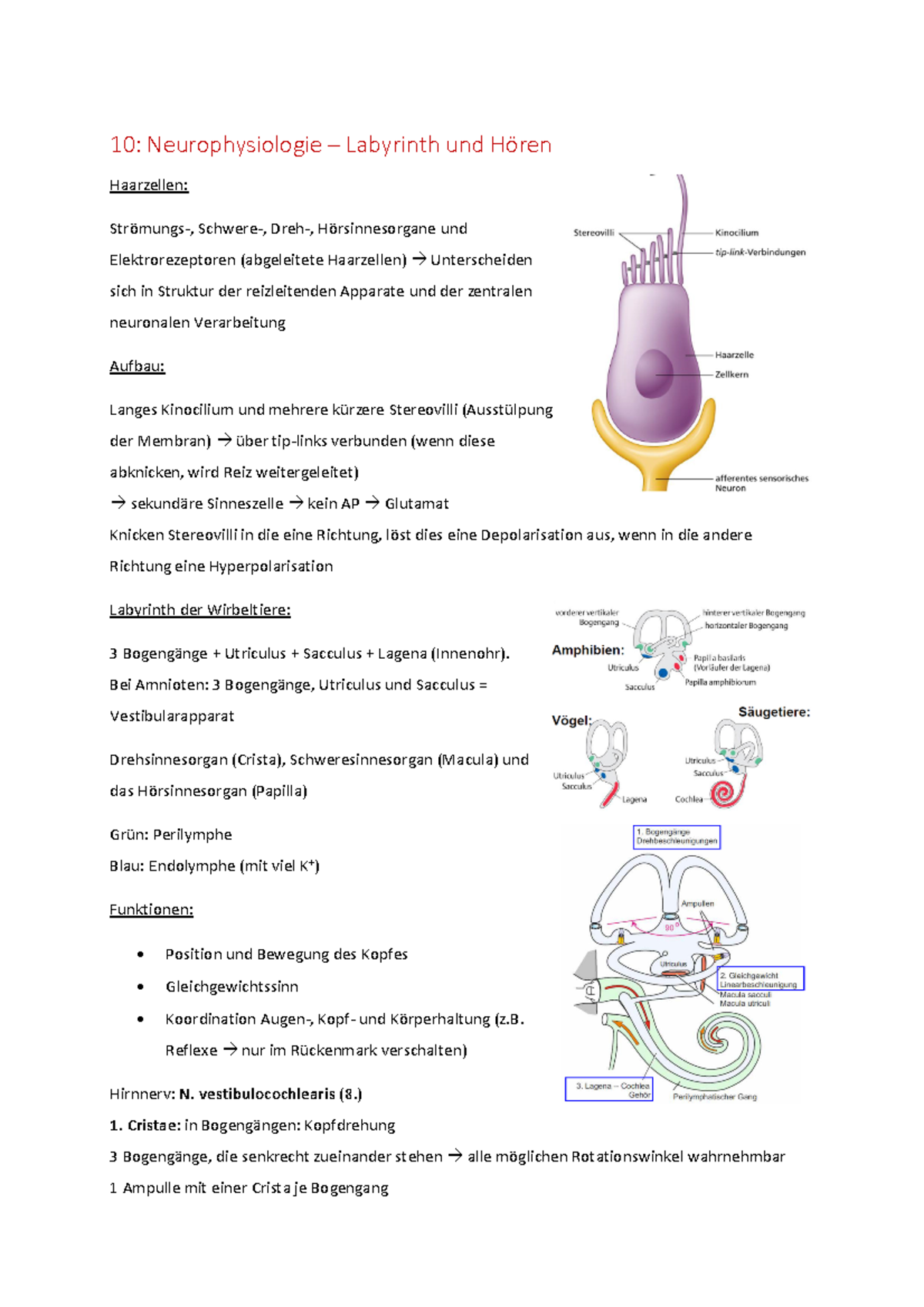 Neurophysiologie 10 - Bei Amnioten: 3 Bogengänge, Utriculus und ...