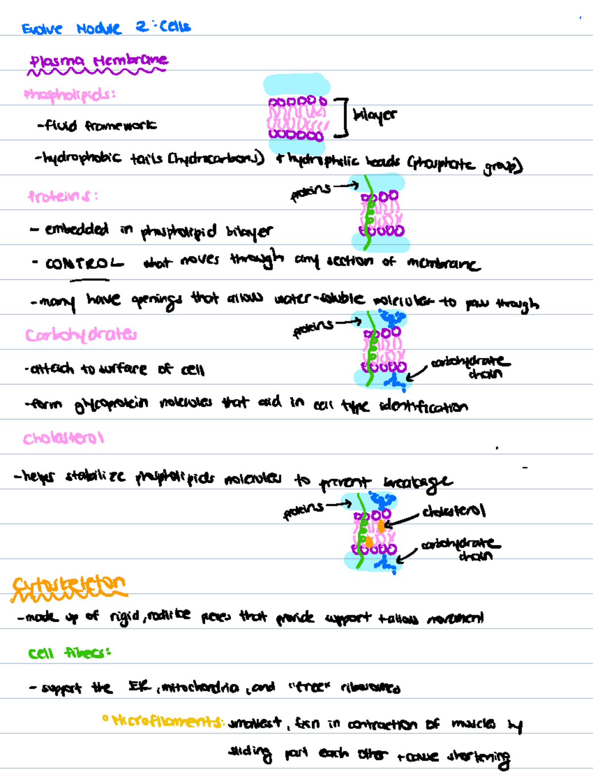 Plasma Membrane Structure and Function: Key Concepts and Processes ...