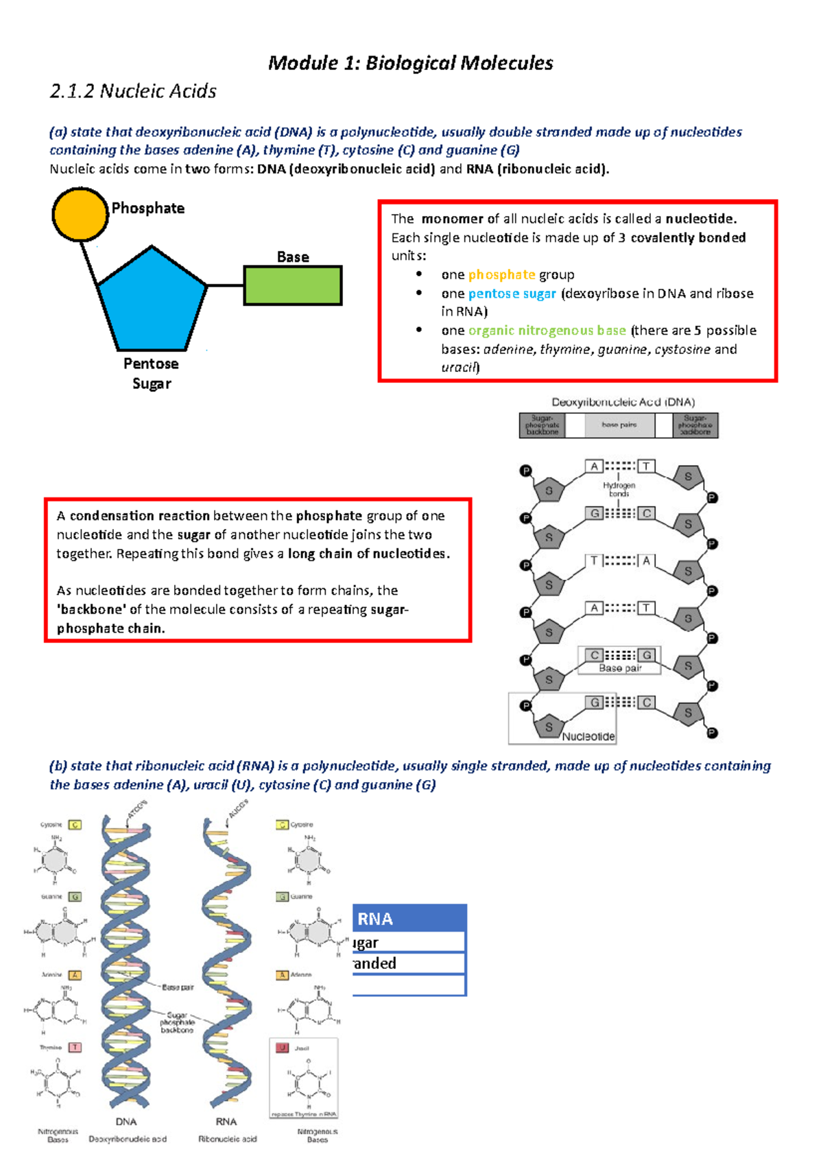 Nucleic Acids Revision Notes for Module 1: Biological Molecules - Studocu