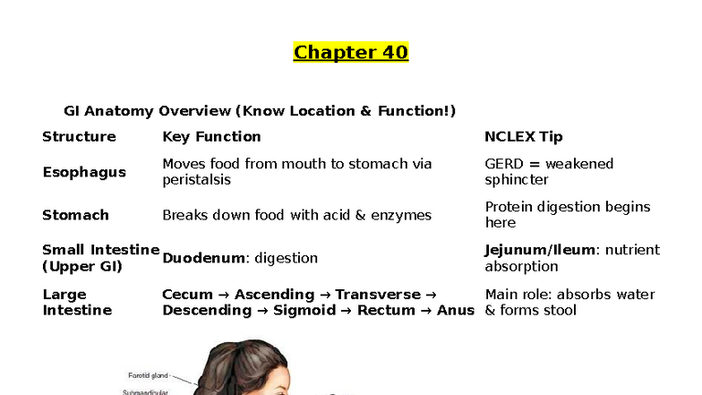 Lab Exam NCLEX Tips for Chapters 40 & 41: GI & Urinary Anatomy - Studocu