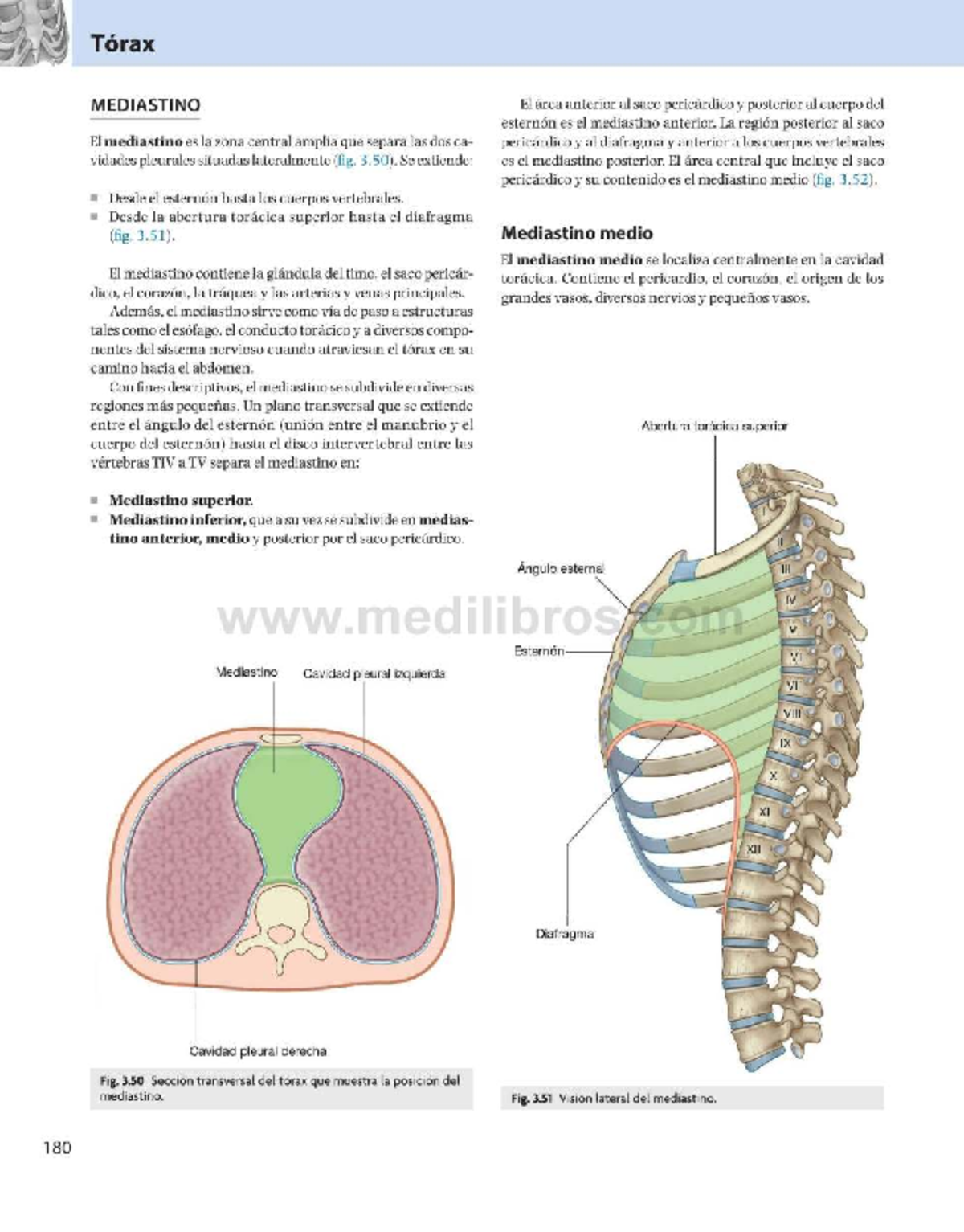 Tórax y Mediastino: Anatomía y Funciones Esenciales (0201-0400) - Studocu