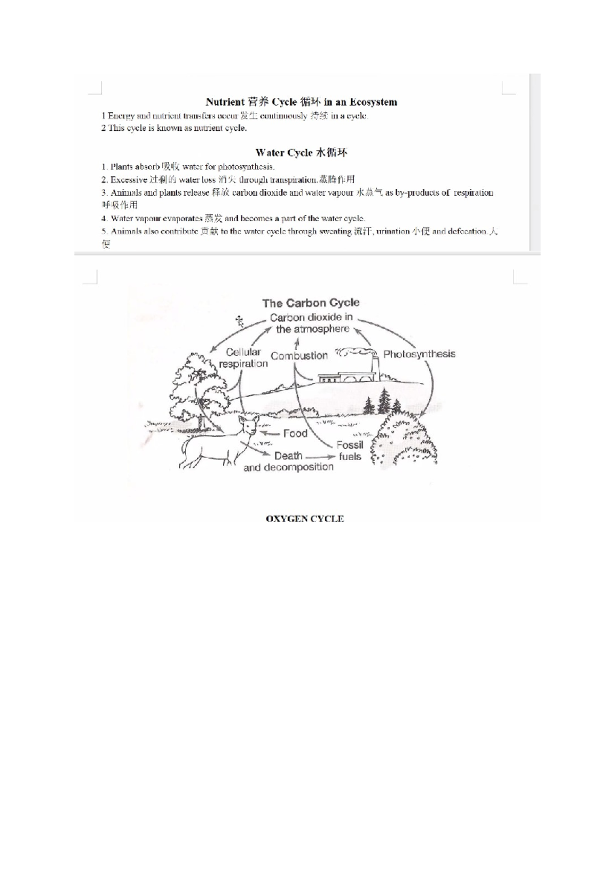 Science notes - Nutrient Cycle in an Ecosystem 1 Energy and nutrient ...