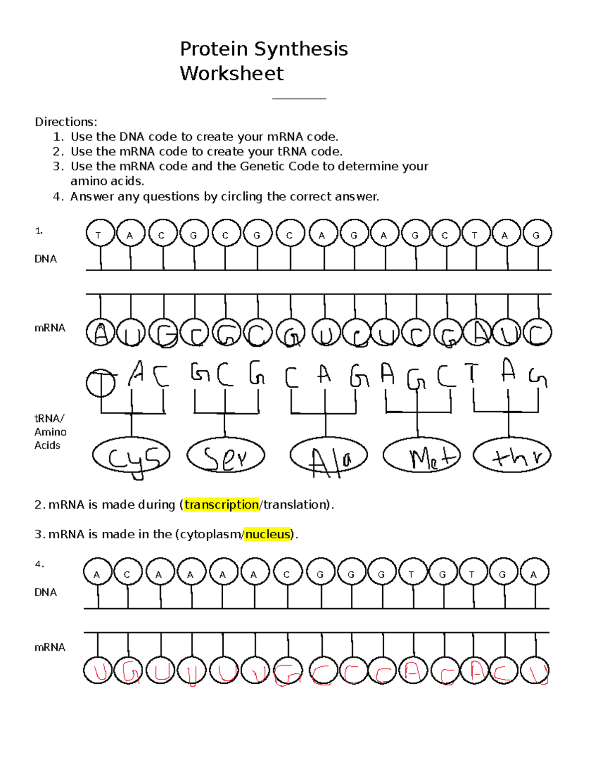 BIO101 Protein Synthesis Final Exam Worksheet - Studocu