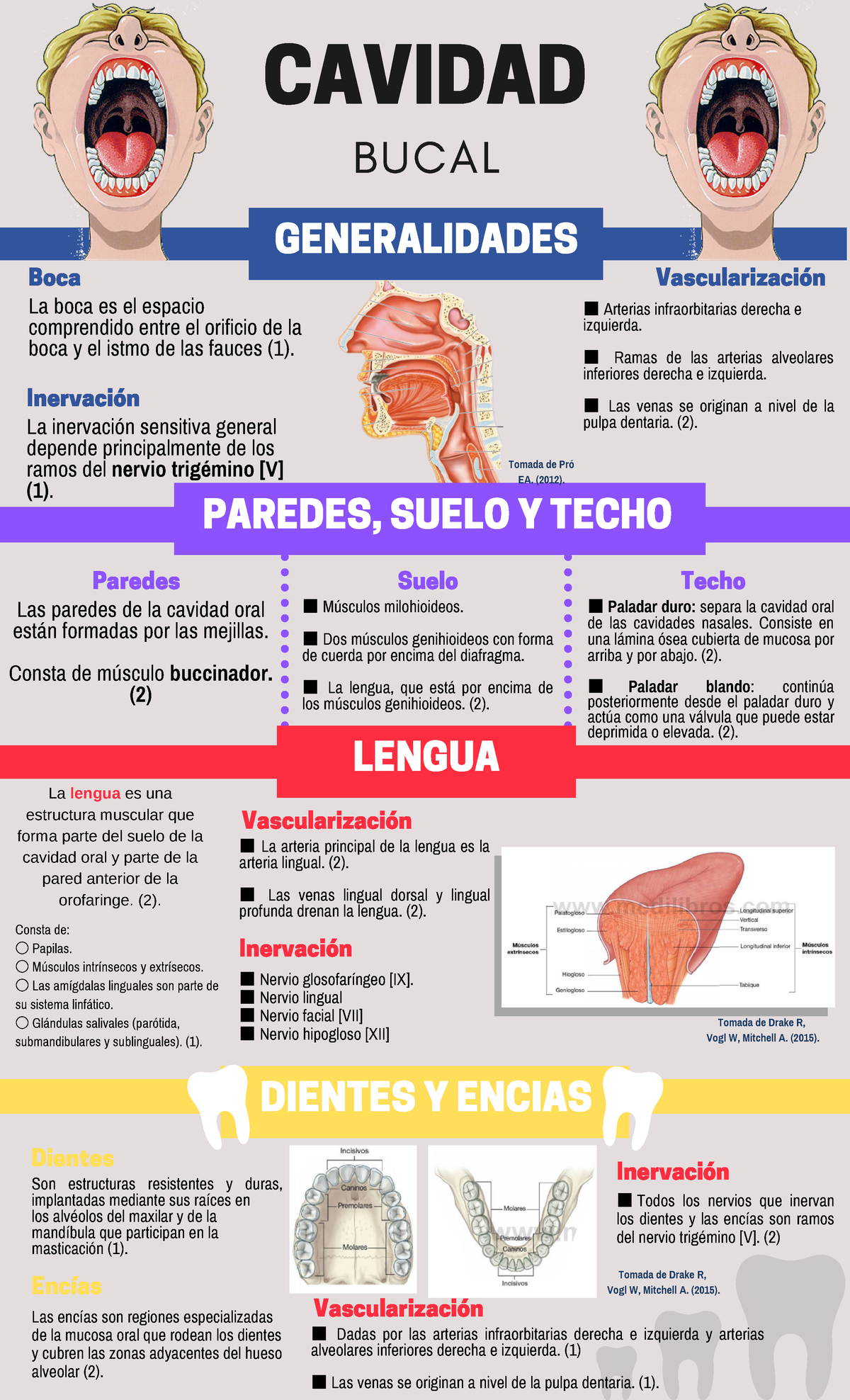 Anatomía De La Cavidad Oral Ppt