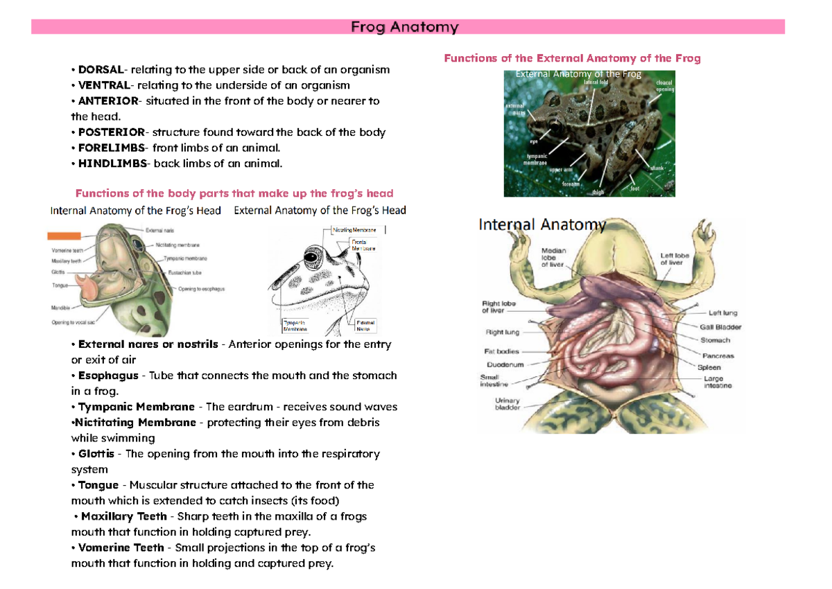 Frog Anatomy & Functions: A Comprehensive Overview for BIO101 - Studocu