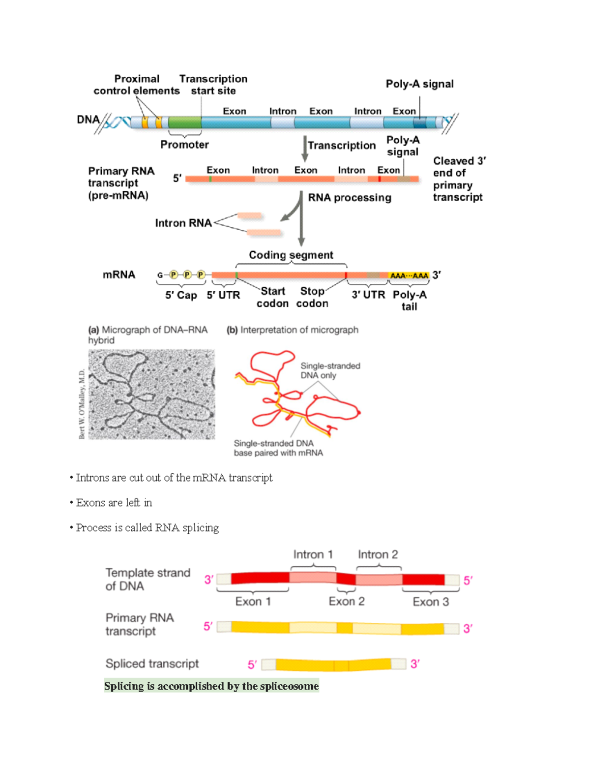 PART 4-Lec 9 March 12 - Introns are cut out of the mRNA transcript ...