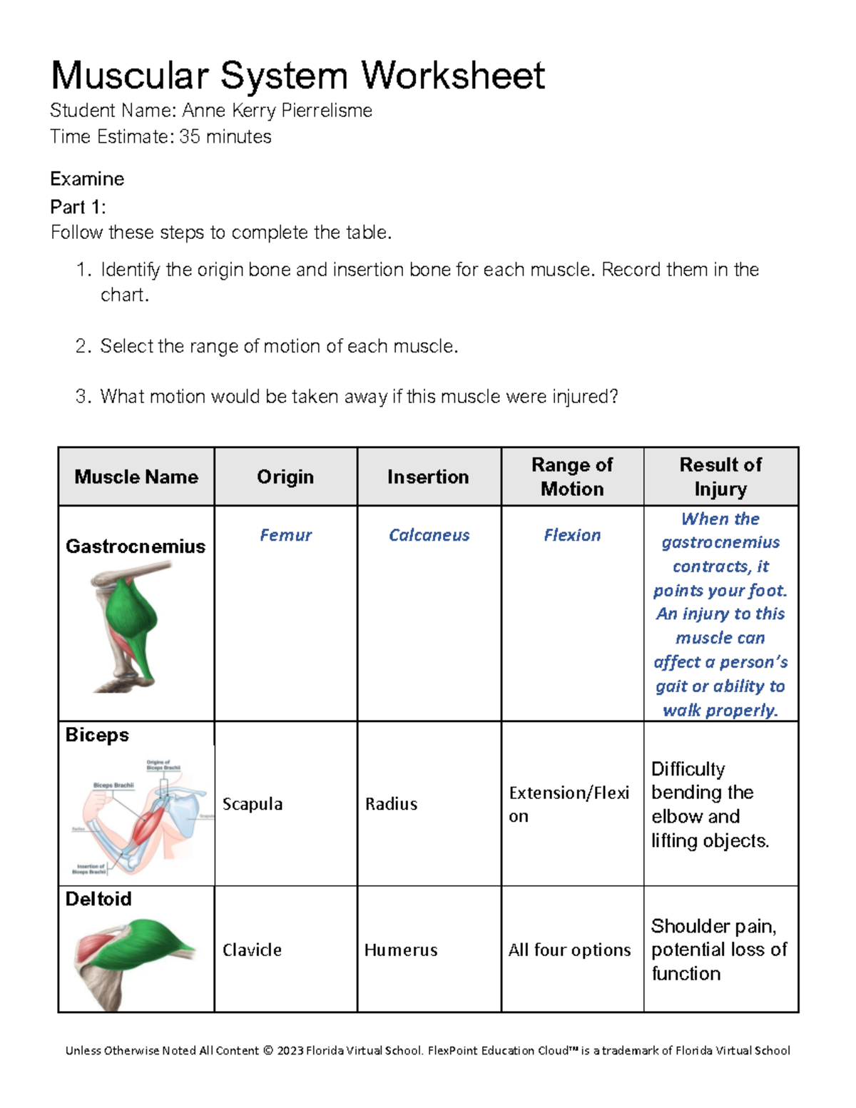 Anatomy Worksheet: Muscular System Overview (ANAT 101) - Studocu
