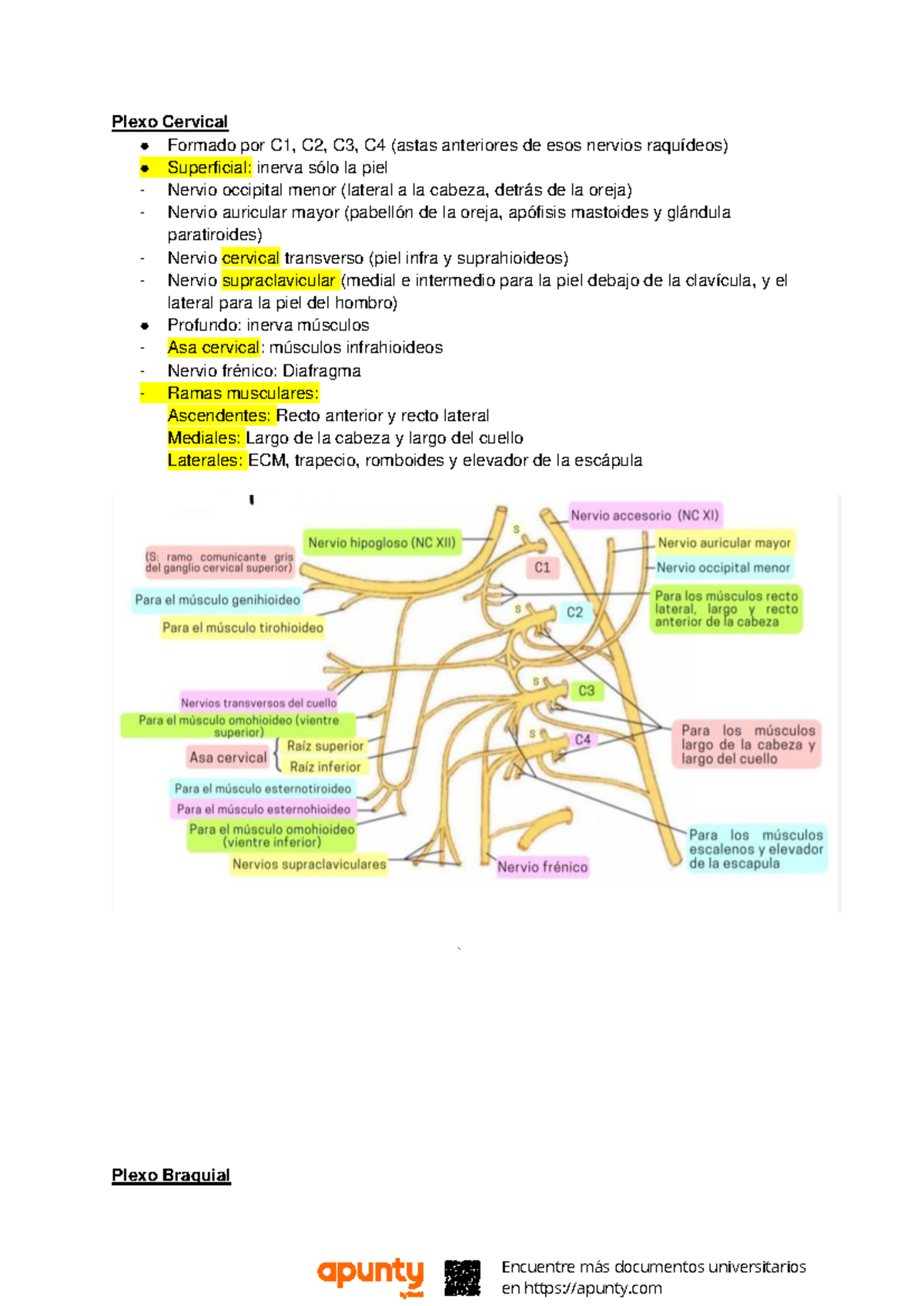Plexos Nerviosos: Anatomía y Funciones (C1-T1) - Studocu
