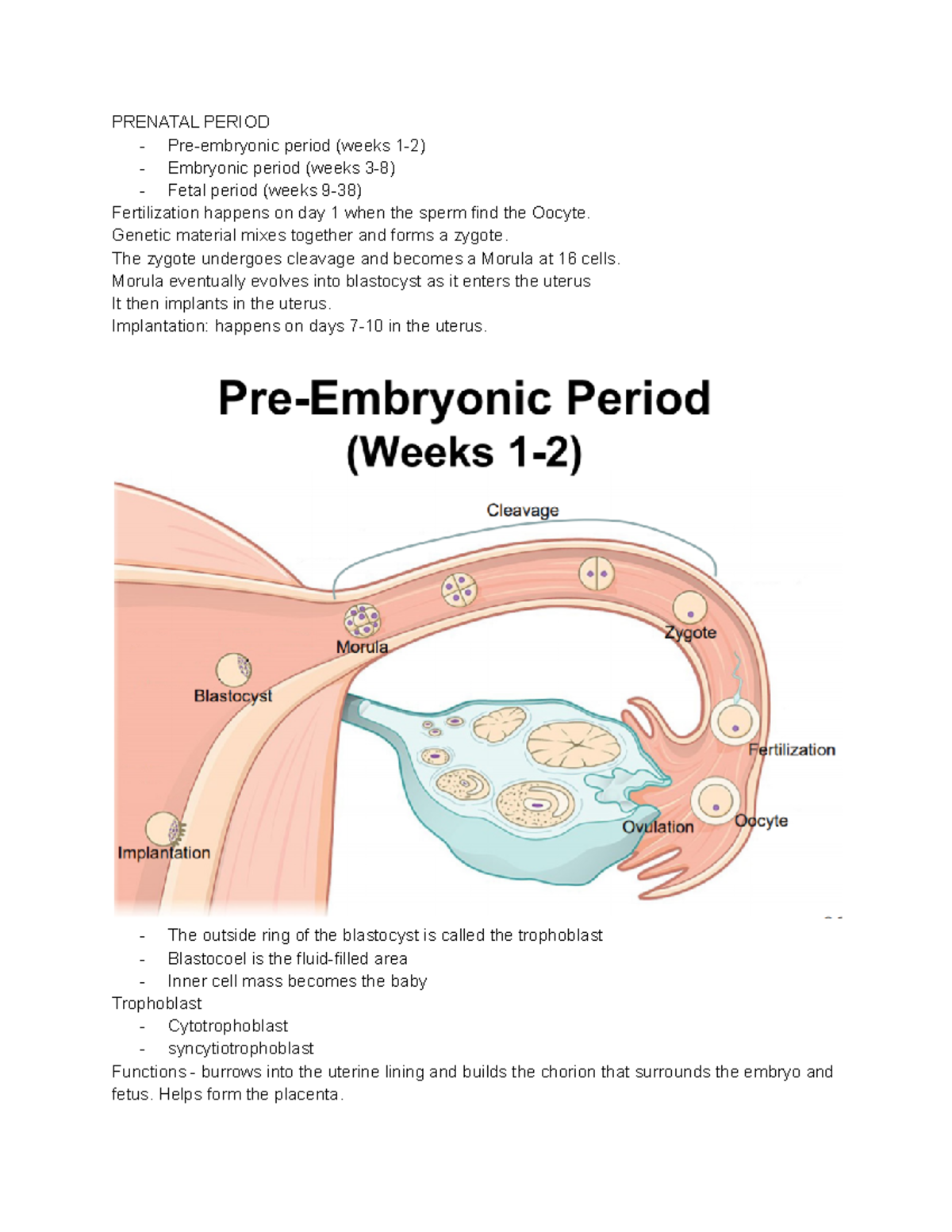 Lecture 2 Embryology - PRENATAL PERIOD Pre-embryonic period (weeks 1-2 ...