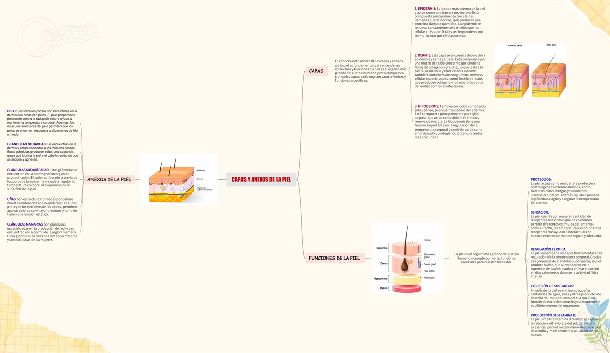 Anatomía de las Capas de la Piel: EPIDERMIS, DERMIS y HIPODERMIS - Studocu
