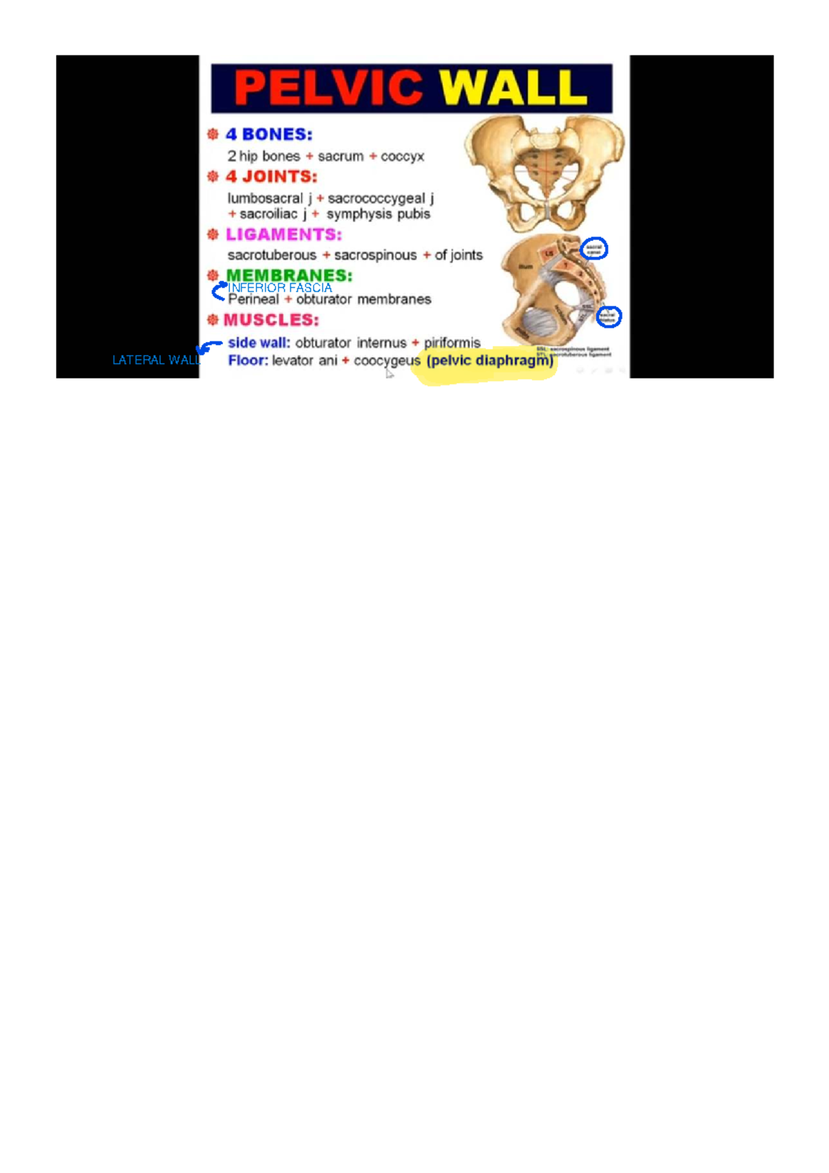 Pelvis AND Perineum ADEL( Catch-UP) - medical course - Studocu