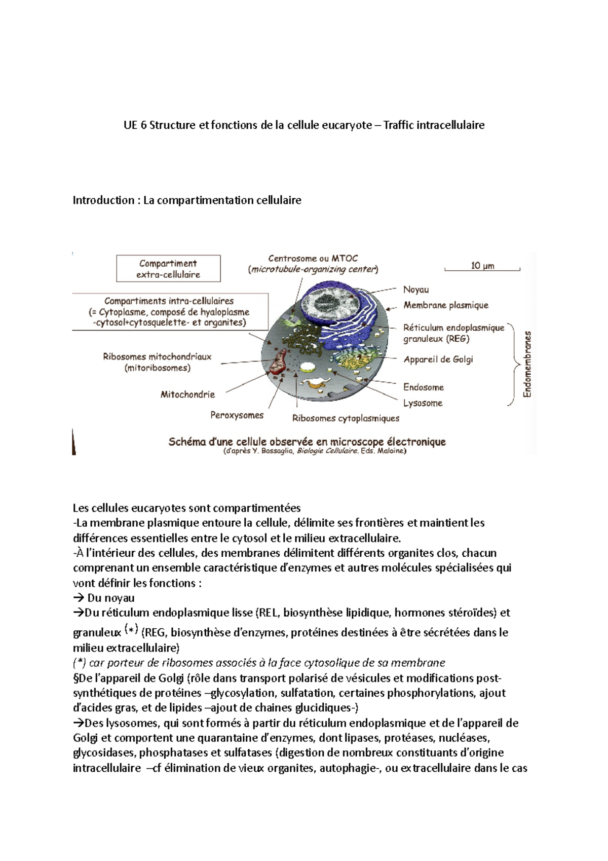 UE 6- Traffic intracellulaire - UE 6 Structure et fonctions de la ...