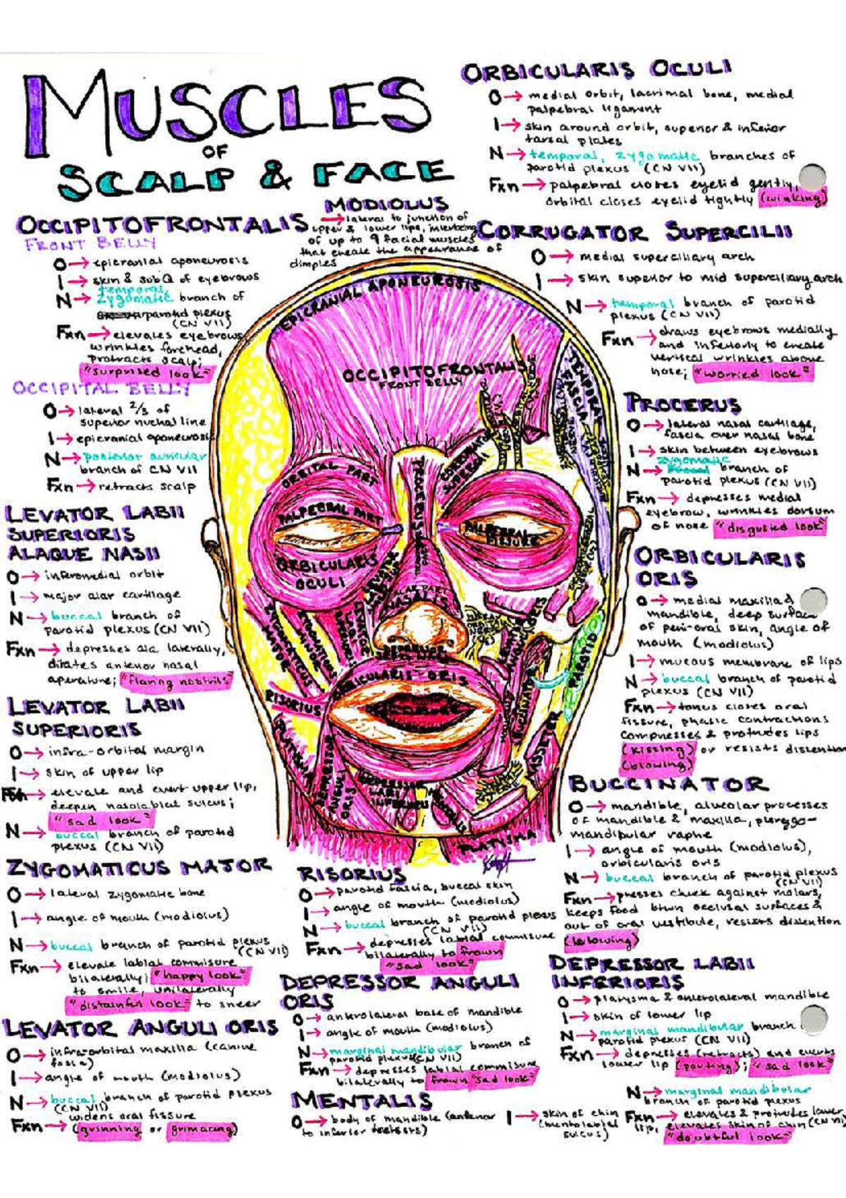 Face Anatomy (Structure) - ORBICULARIS OCULI Muscles & Functions - Studocu