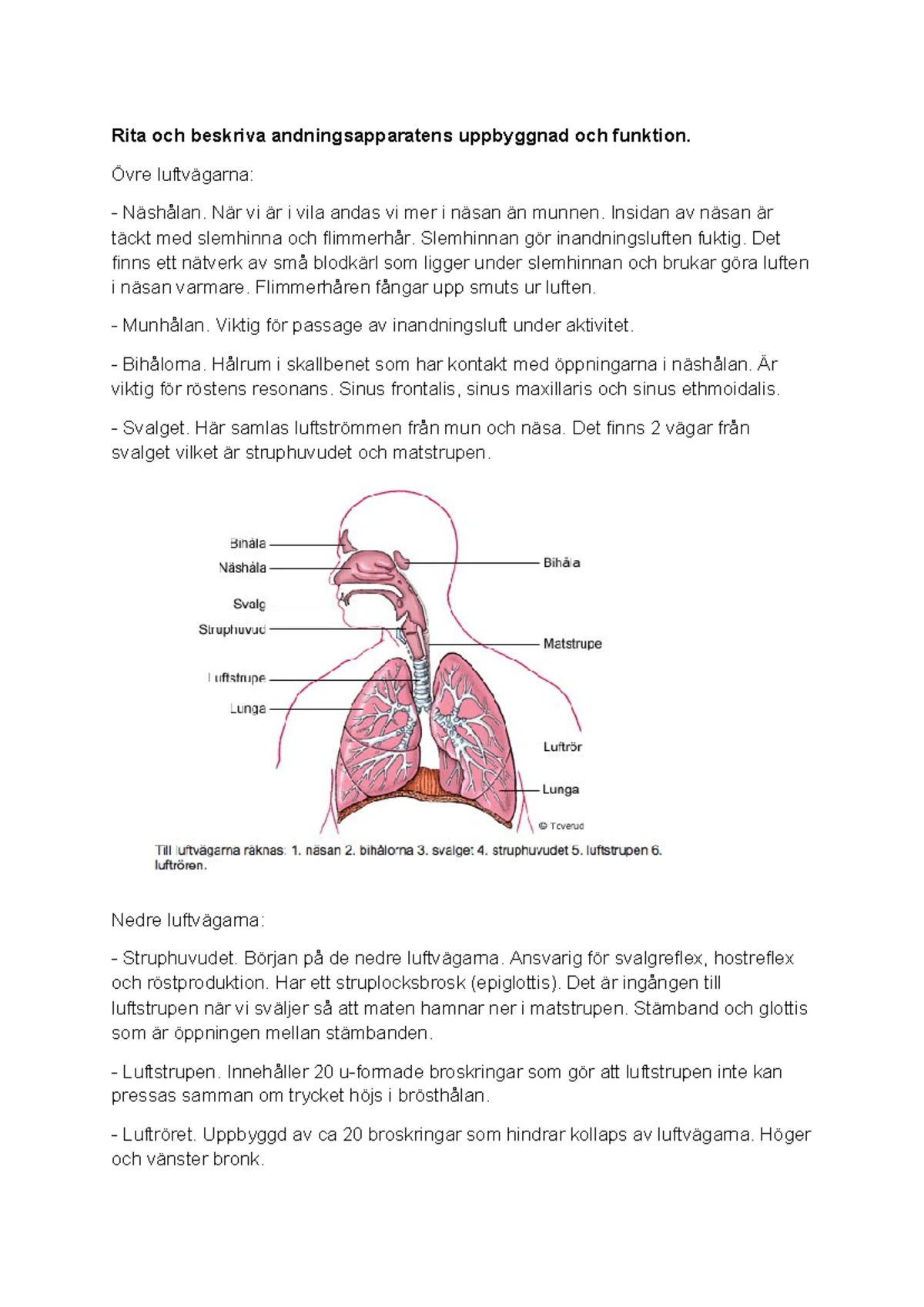 Cell och Vävnad - Anatomi och Fysiologi 1 - Cell och Vävnad Anatomi och ...