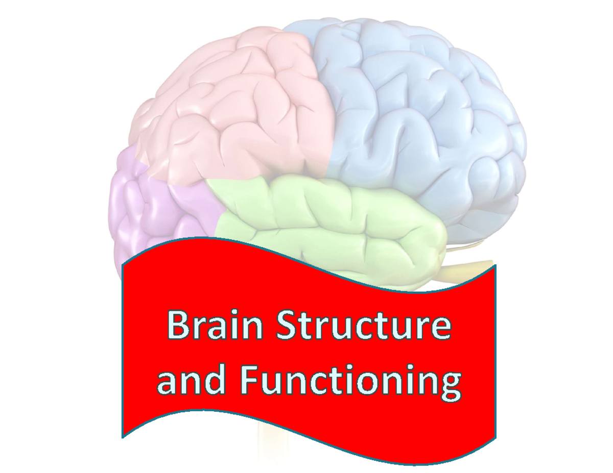 Brain Chapter 2: Understanding Structure and Function - Studocu