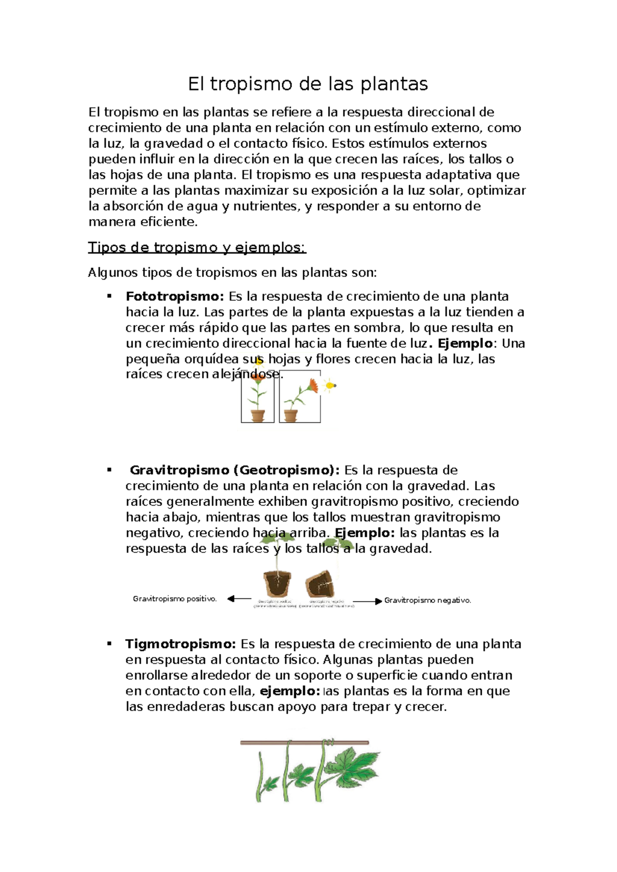 El tropismo de las plantas: Tipos y Ejemplos de Respuestas Crecientes ...