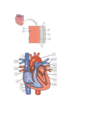 Fysiologie-Calders - Algemene menselijke fysiologie 1. Hart en ...