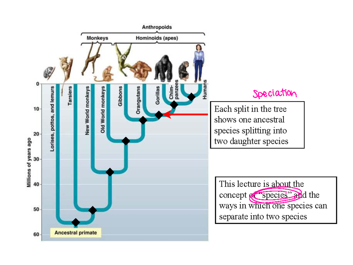 Genetics and Genomics of Speciation: Concepts and Mechanisms - Each ...