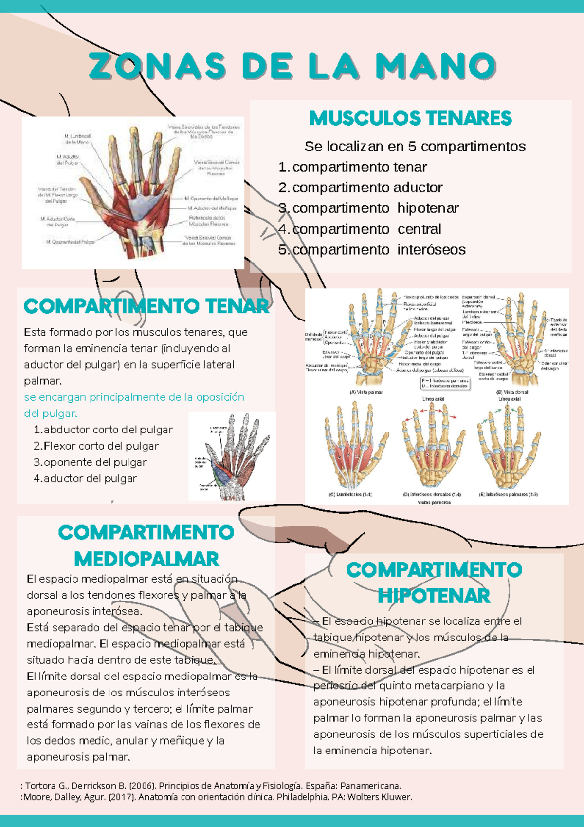 Zonas de la mano - MUSCULOS TENARES ZONAS DE LA MANOZONAS DE LA MANO ...