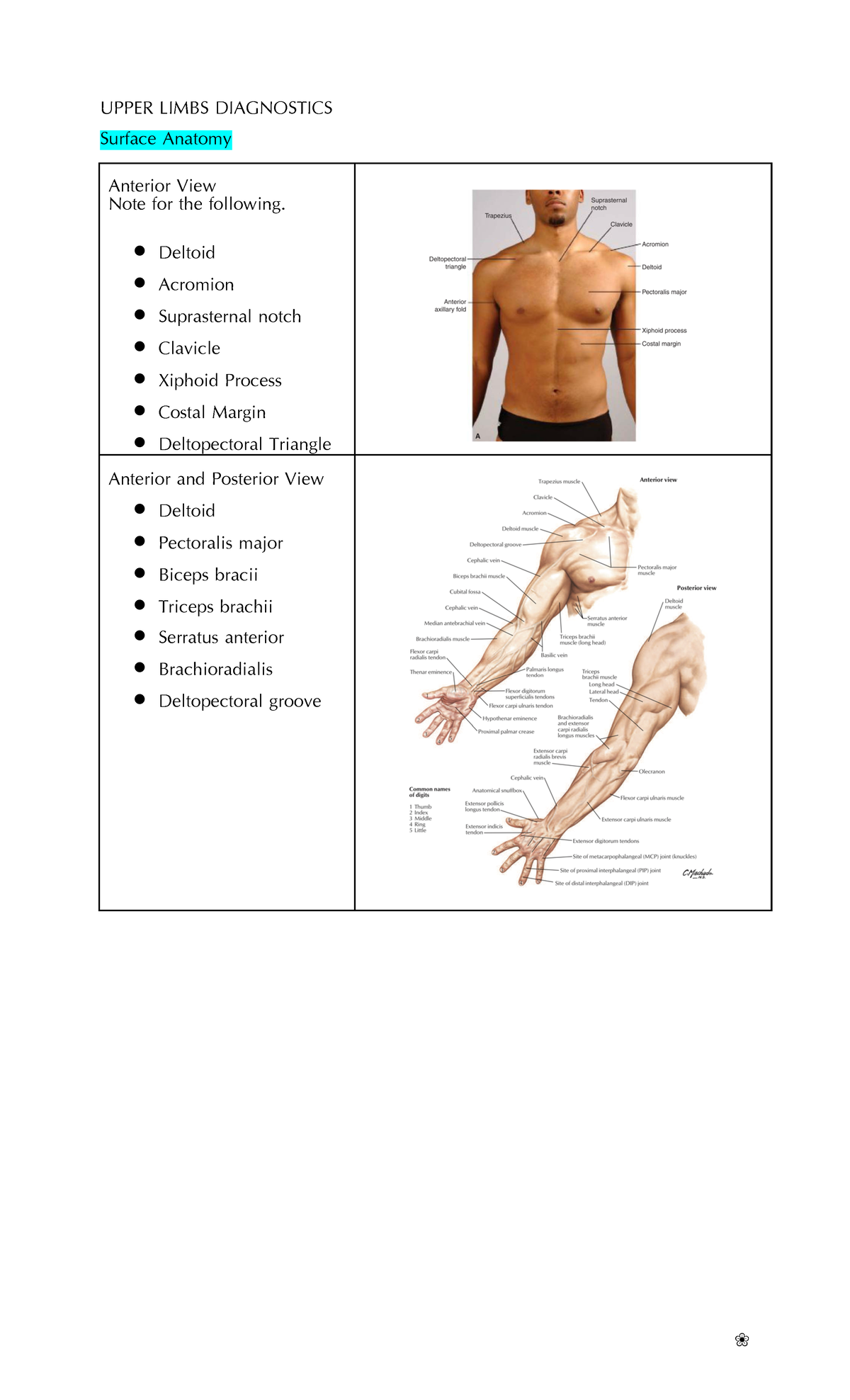 Upper Limb Anatomy & Diagnostics: A Detailed Overview - Studocu