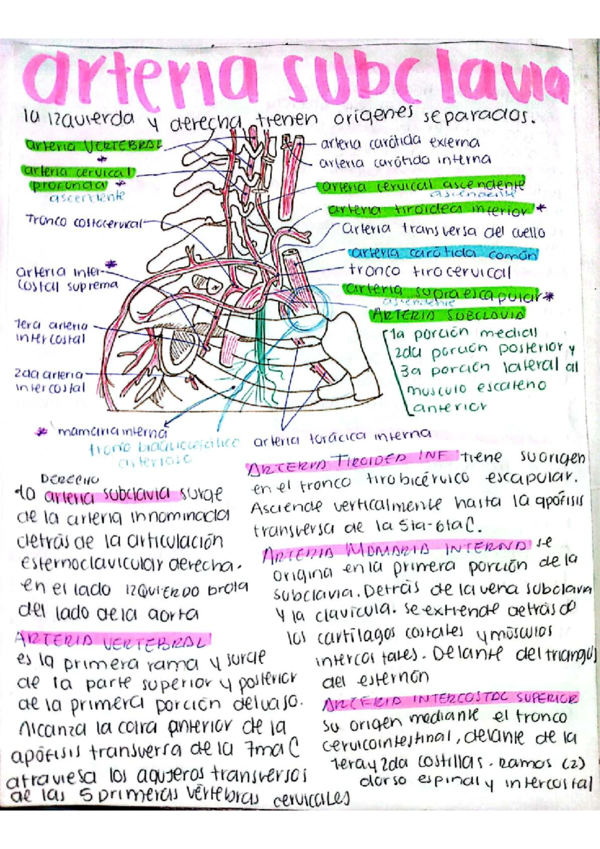 O5 Médula Espinal: Anatomía y Funciones - América Martínez Varela 2C ...
